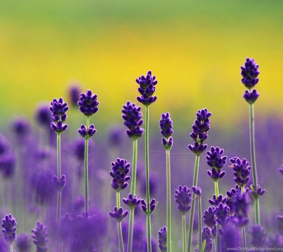 Lavender Desktop Wallpapers - Top Free Lavender Desktop Backgrounds ...