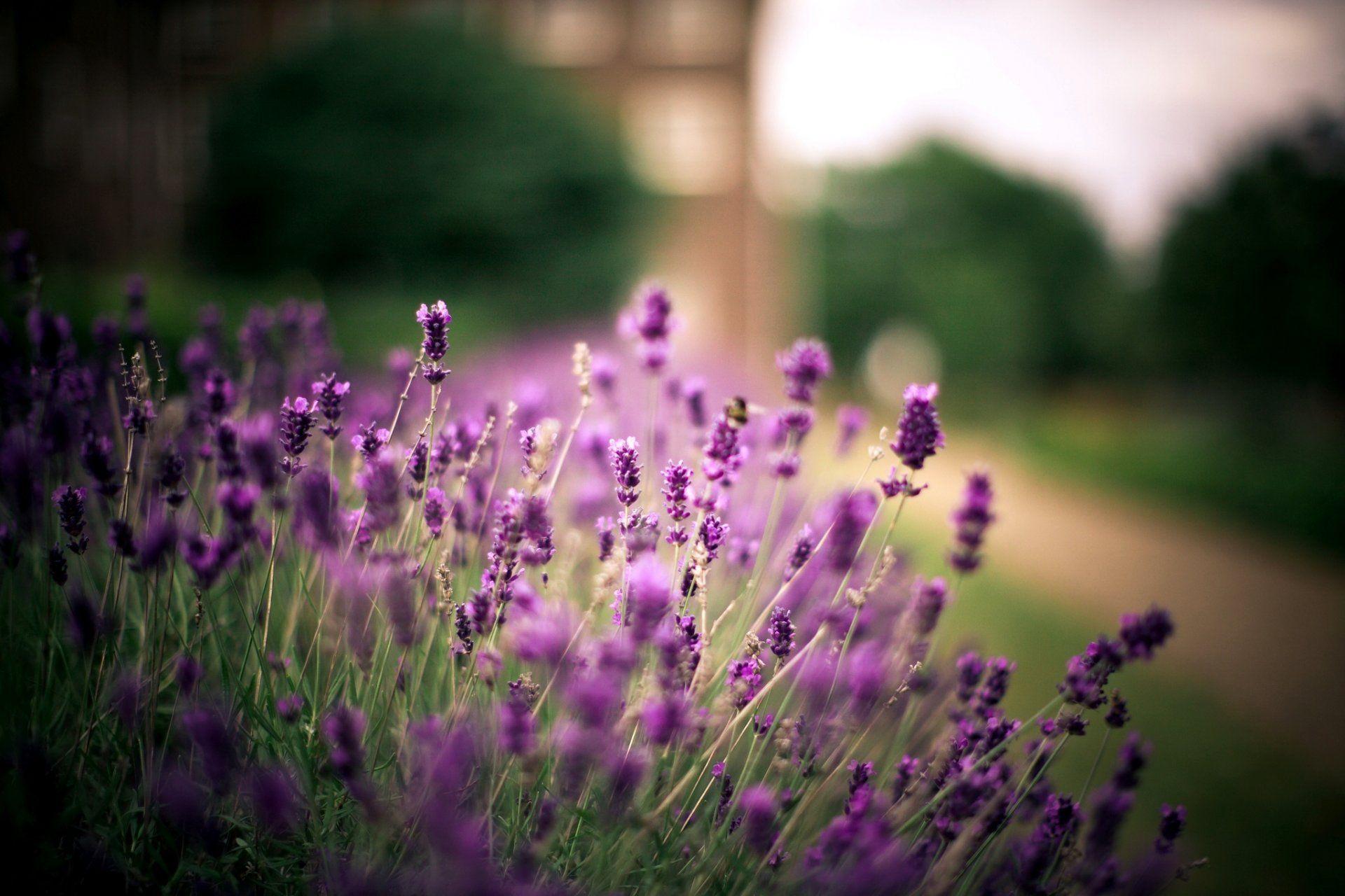 Lavender Desktop Wallpapers - Top Free Lavender Desktop Backgrounds ...