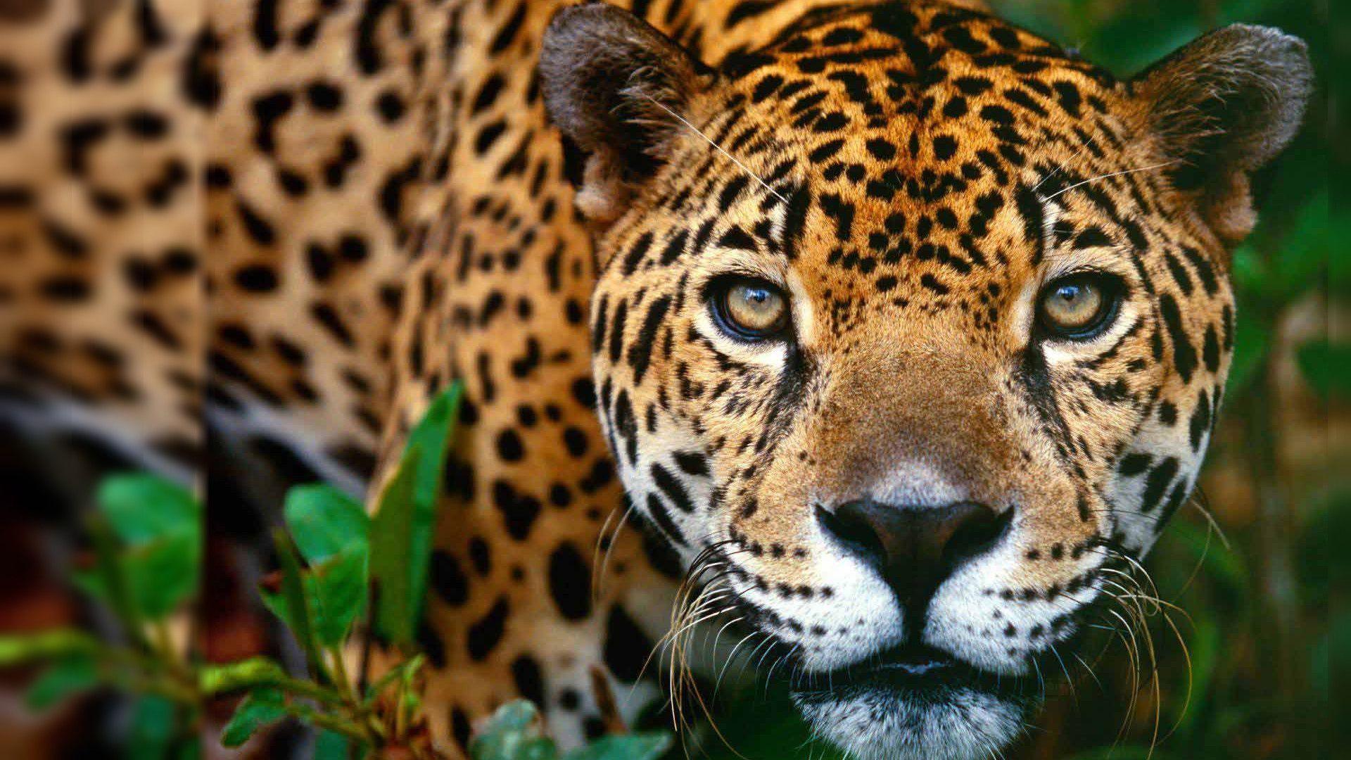 Animal Desktop Wallpapers - Top Free Animal Desktop Backgrounds ...