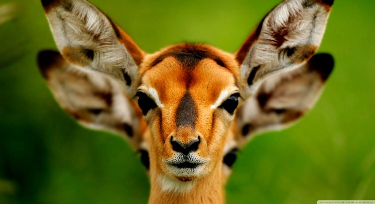 Animal Desktop Wallpapers - Top Free Animal Desktop Backgrounds ...