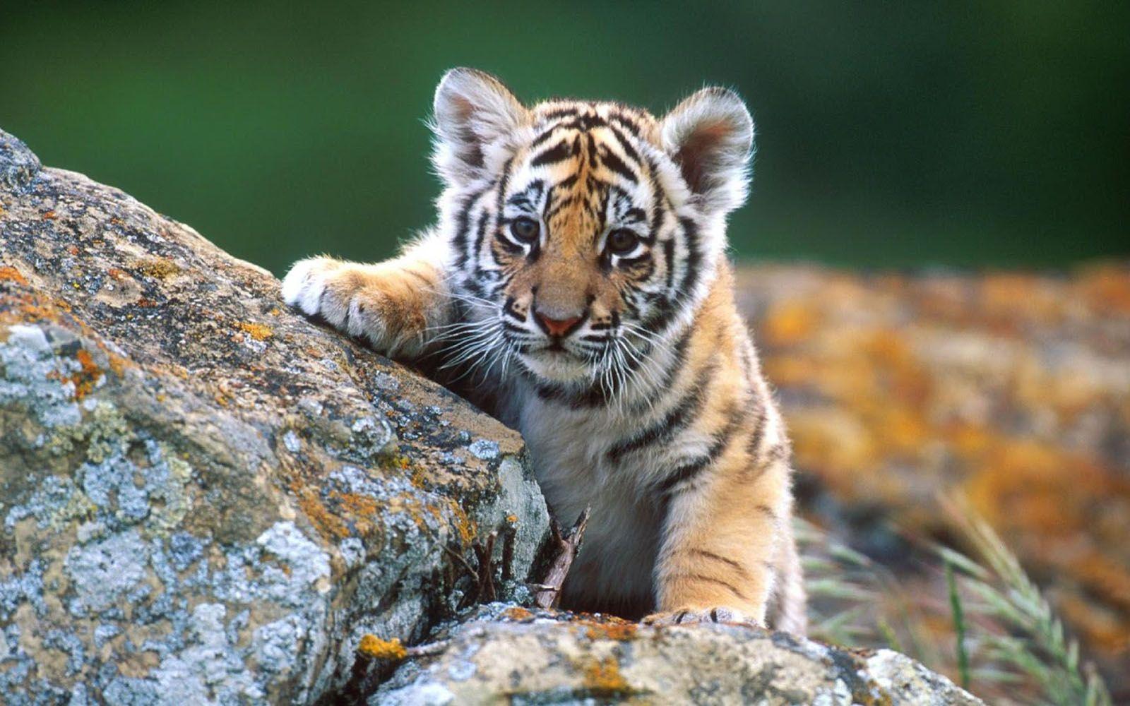 Animal Desktop Wallpapers - Top Free Animal Desktop Backgrounds ...