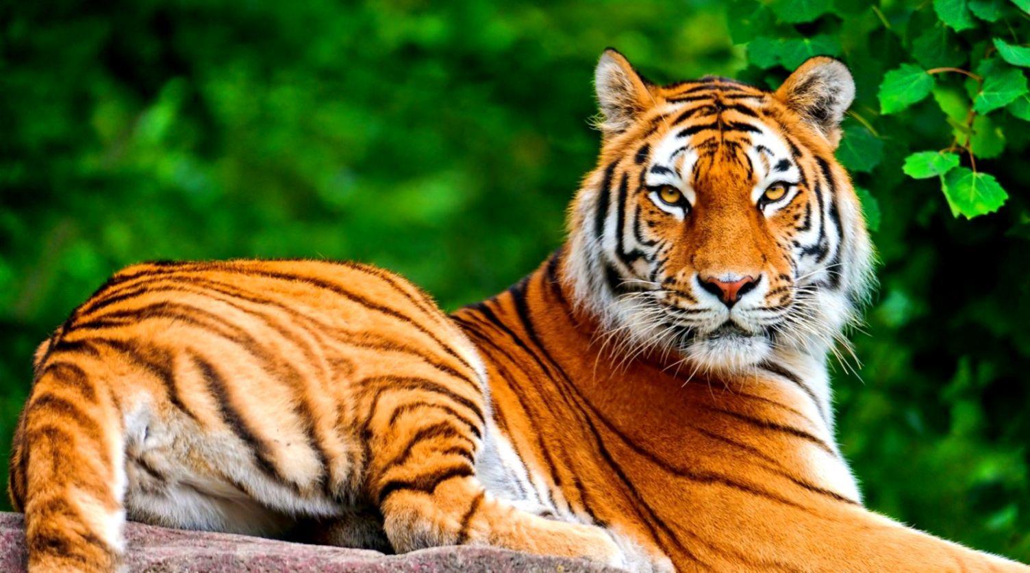 Animal Desktop Wallpapers - Top Free Animal Desktop Backgrounds ...