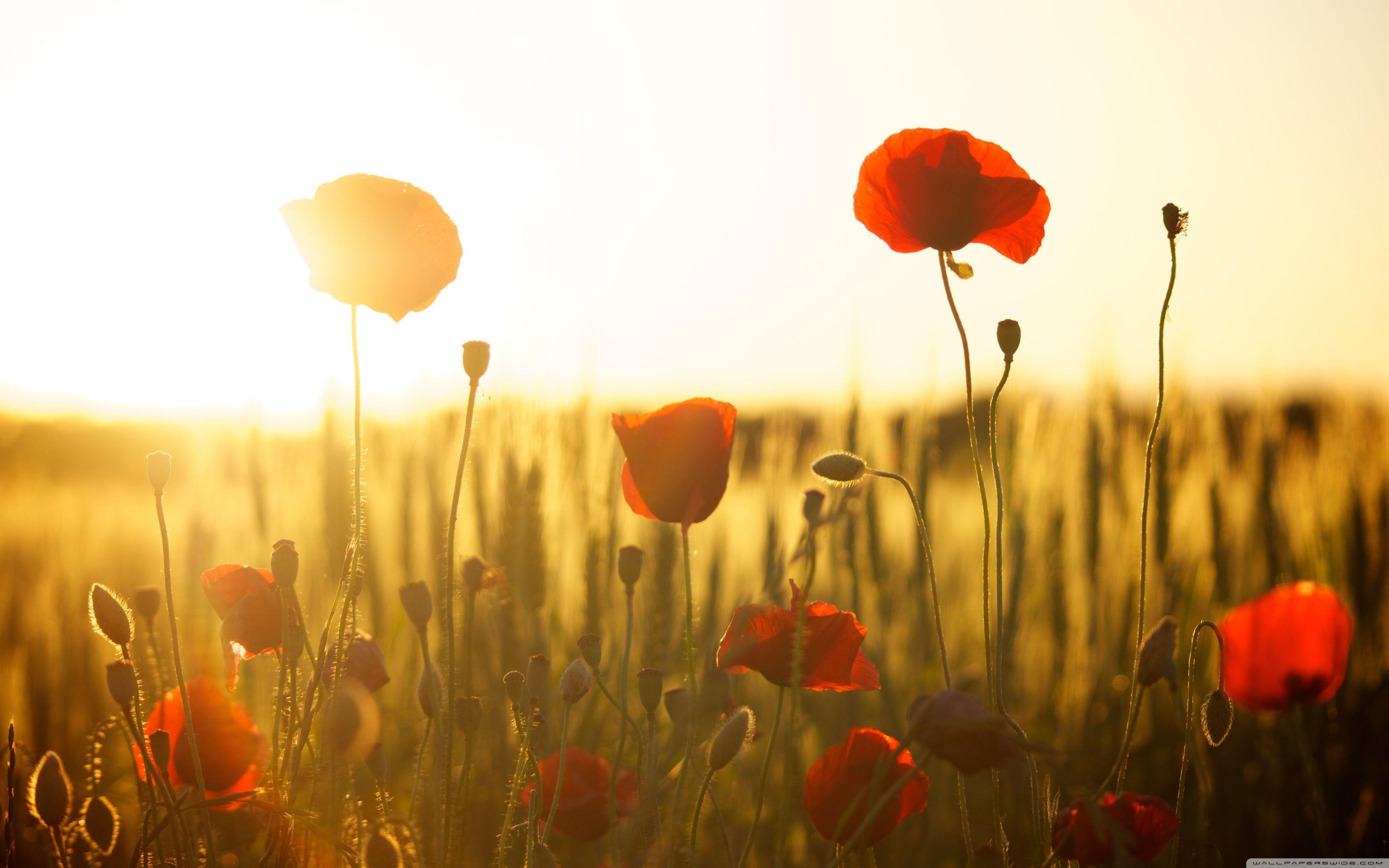 Poppy Desktop Wallpapers - Top Free Poppy Desktop Backgrounds ...