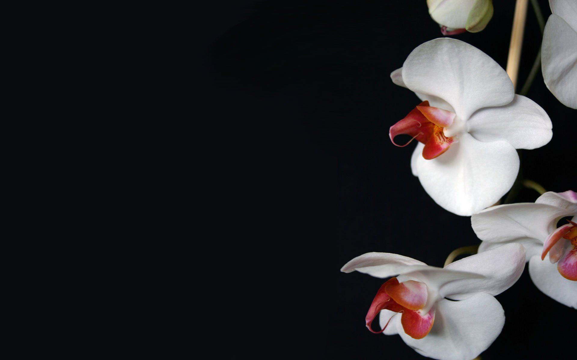 Orchid Desktop Wallpapers - Top Free Orchid Desktop Backgrounds ...