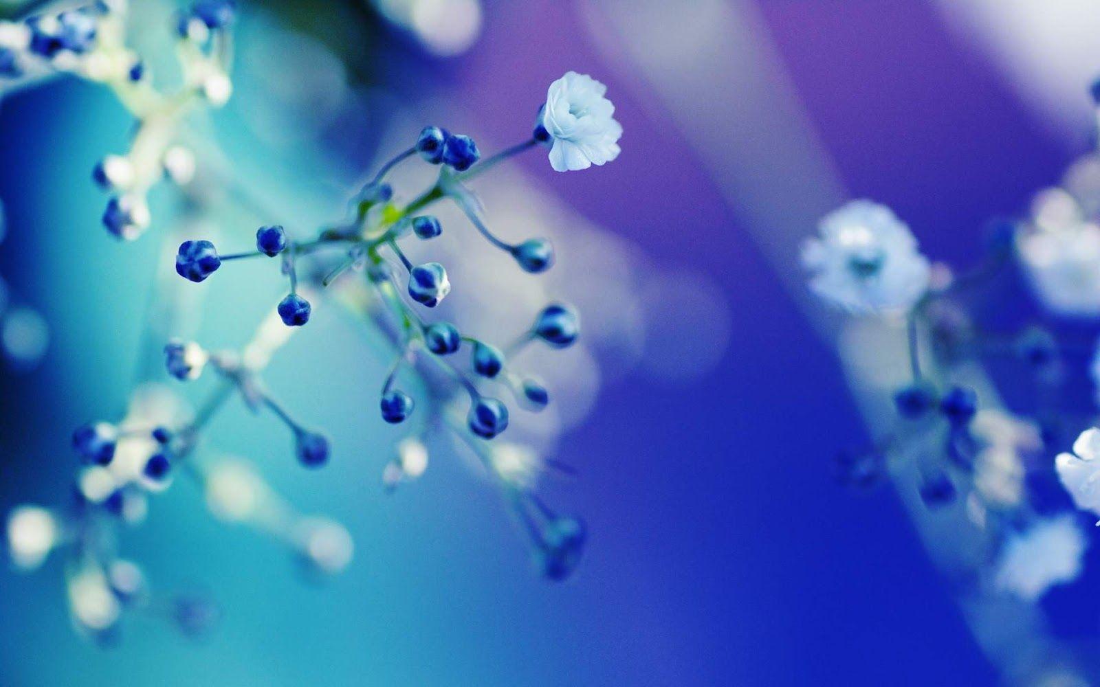 Blue Flower Desktop Wallpapers - Top Free Blue Flower Desktop ...