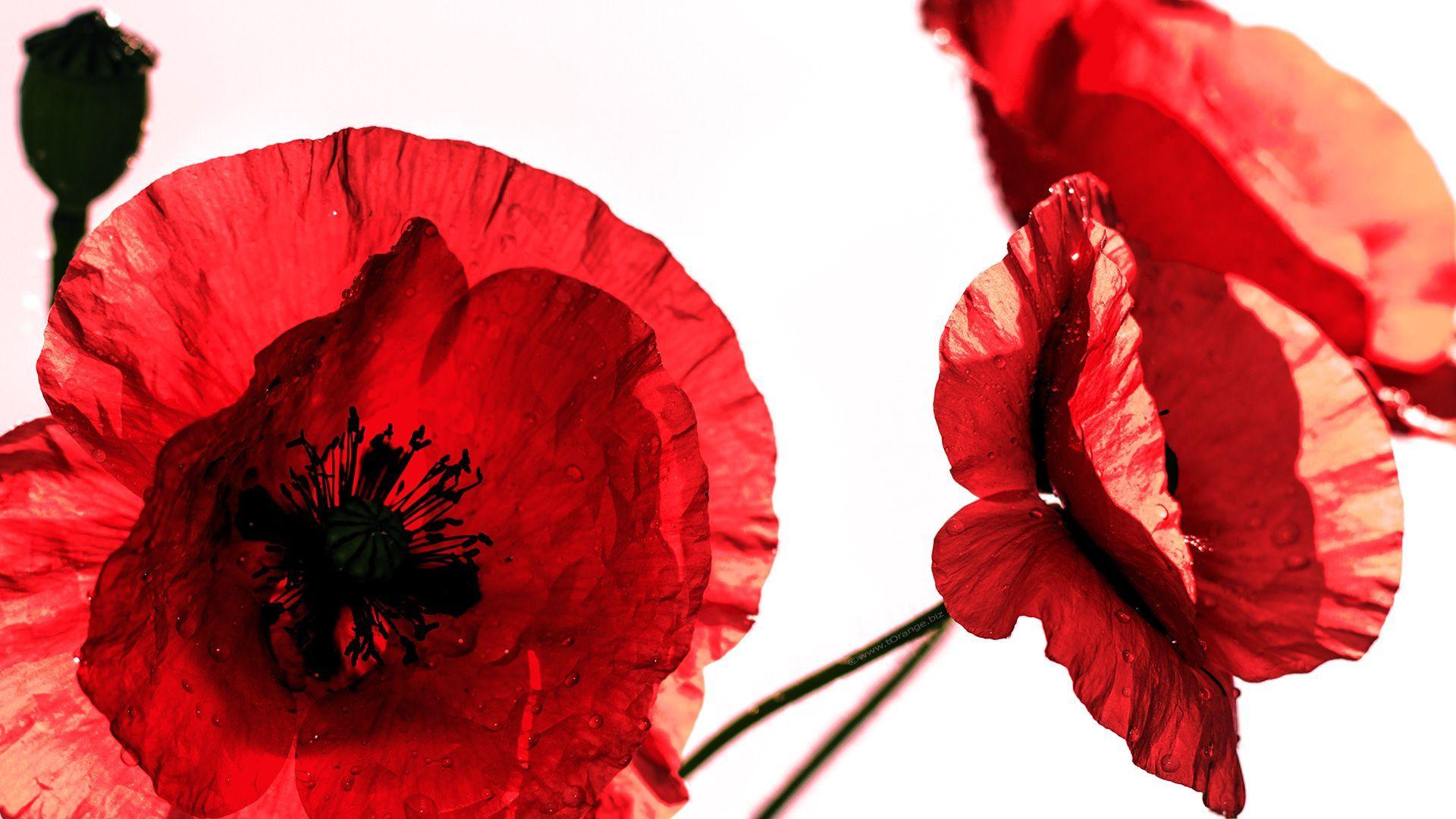 Poppy Desktop Wallpapers - Top Free Poppy Desktop Backgrounds ...