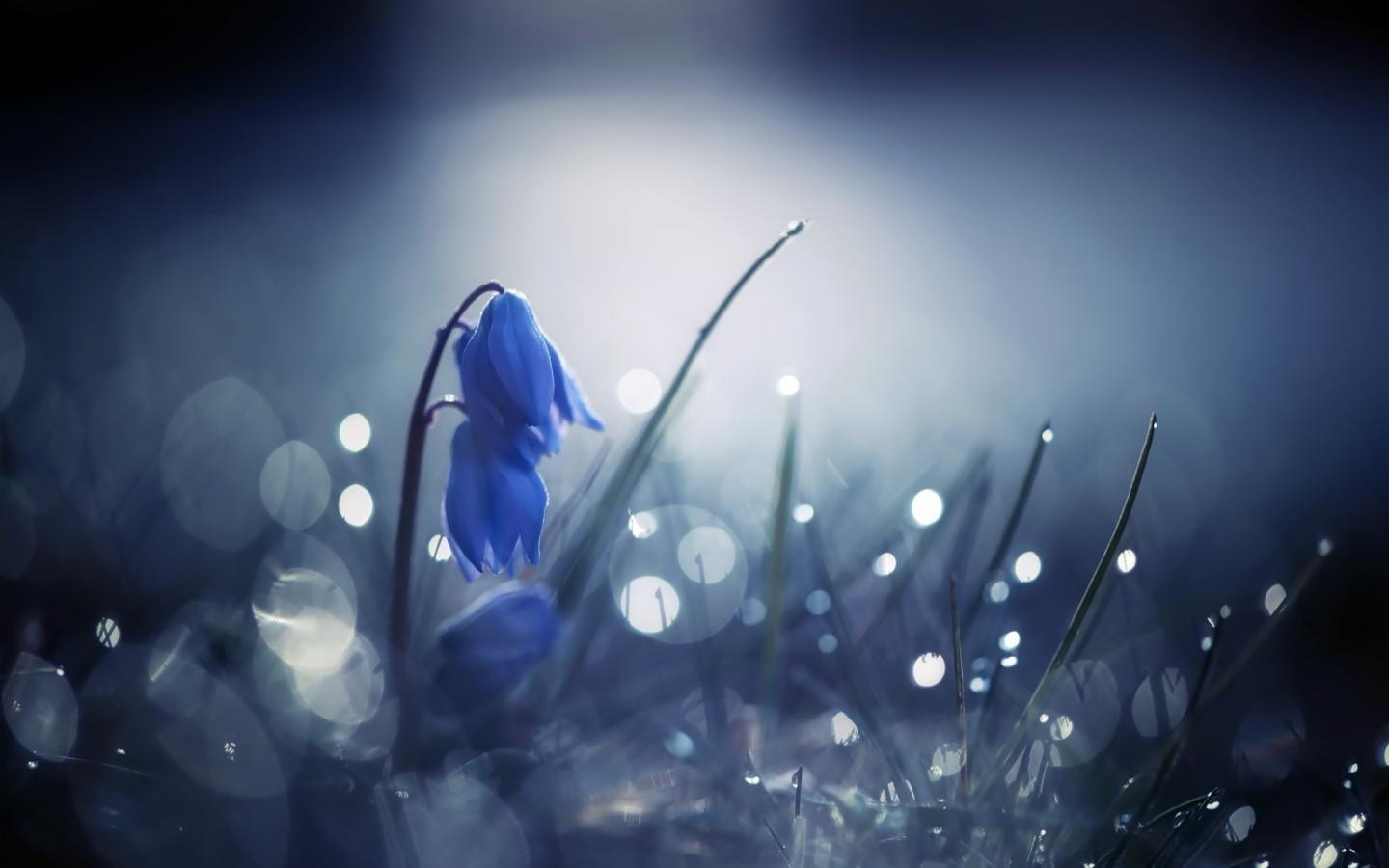 Blue Flower Desktop Wallpapers - Top Free Blue Flower Desktop ...