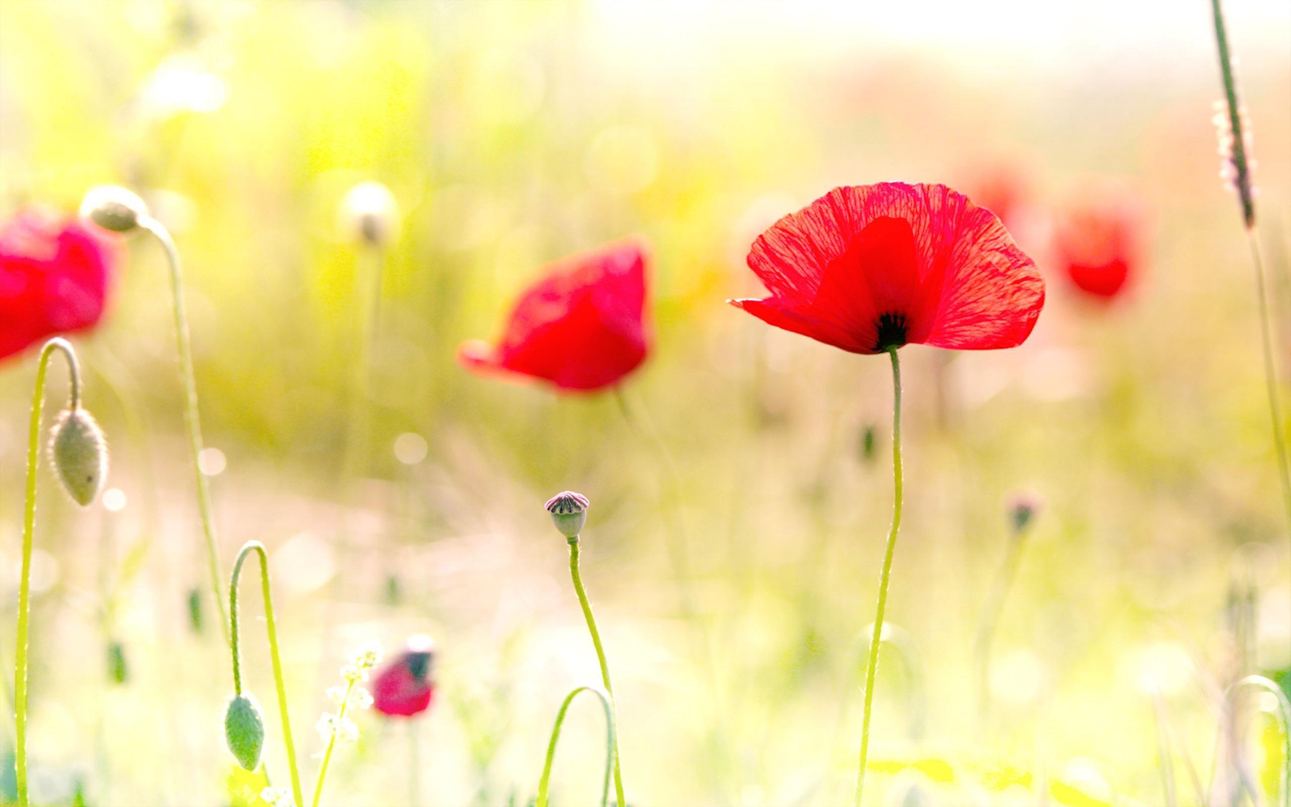 Poppy Desktop Wallpapers - Top Free Poppy Desktop Backgrounds ...