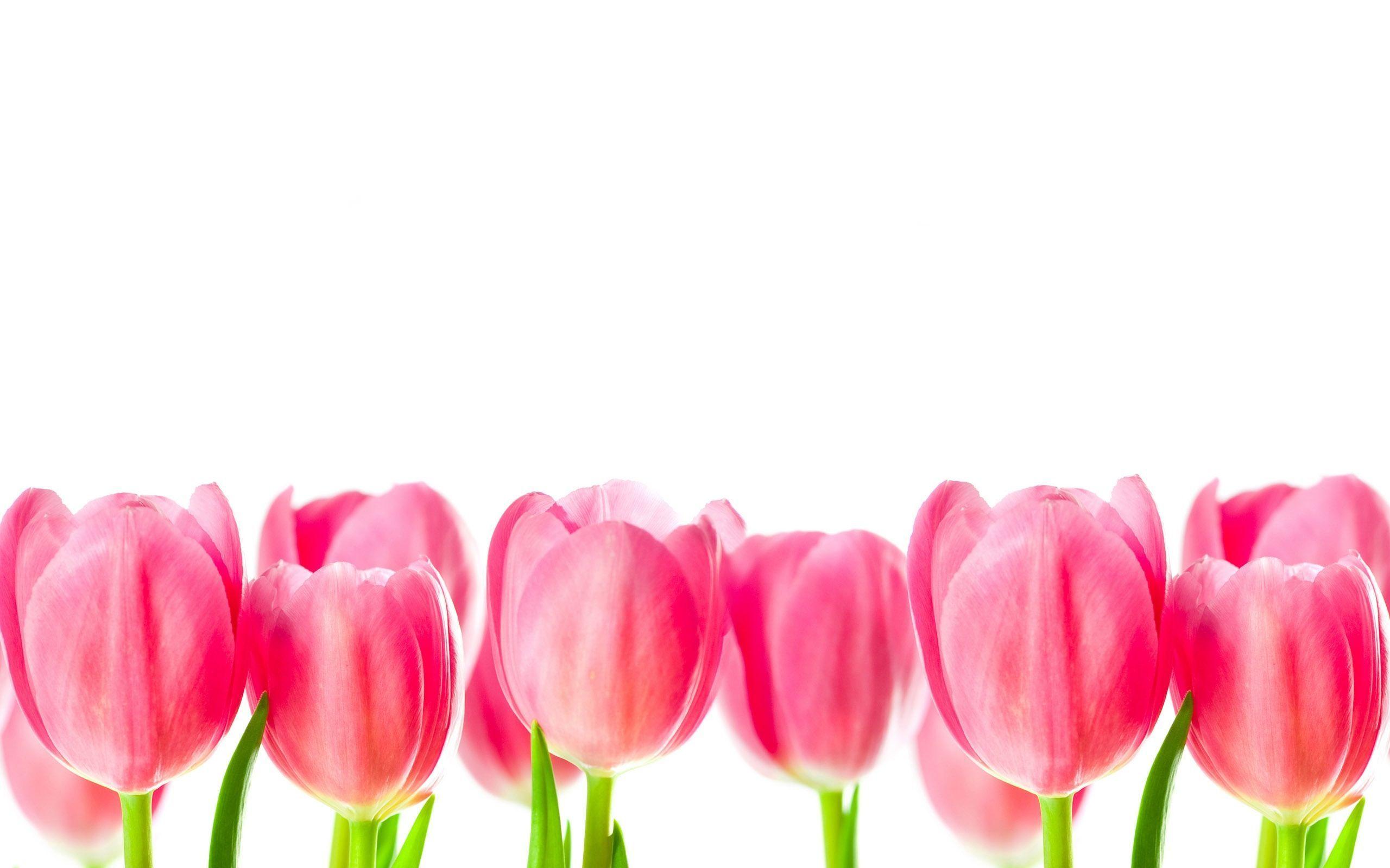 Tulip Desktop Wallpapers - Top Free Tulip Desktop Backgrounds ...