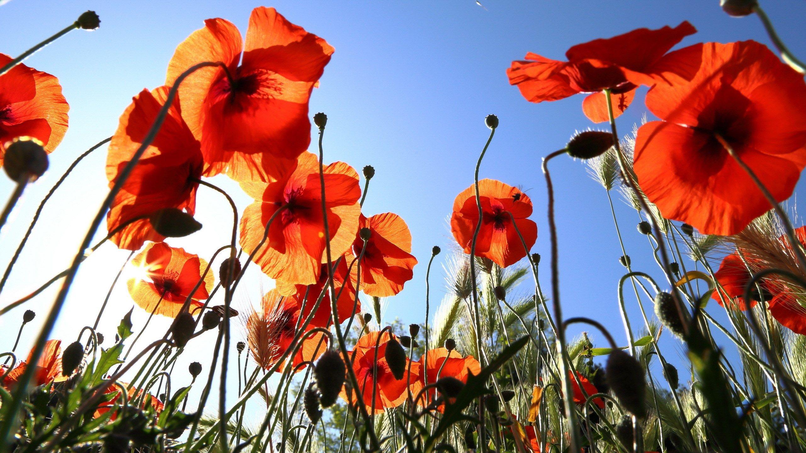 Poppy Desktop Wallpapers - Top Free Poppy Desktop Backgrounds ...