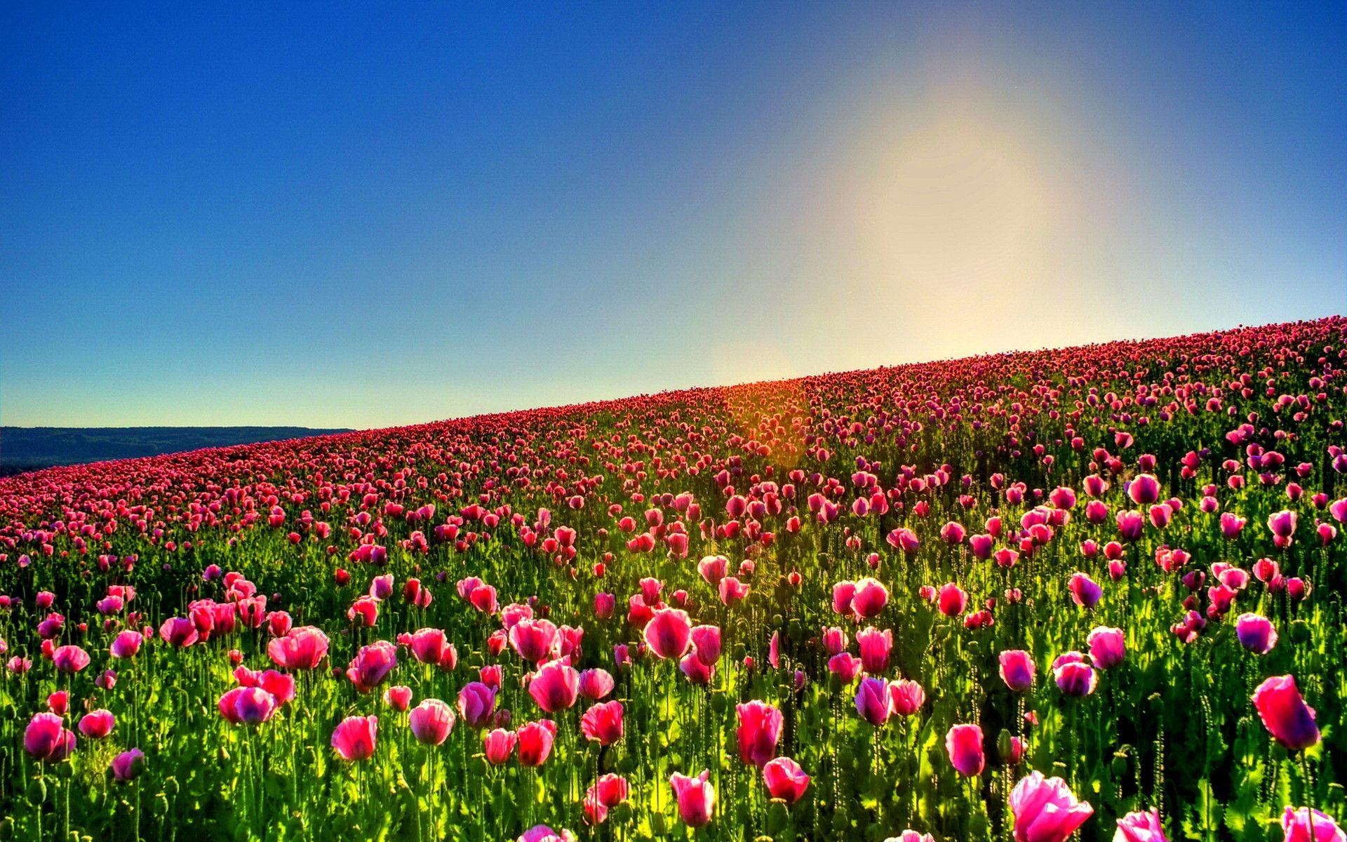 Tulip Desktop Wallpapers - Top Free Tulip Desktop Backgrounds ...