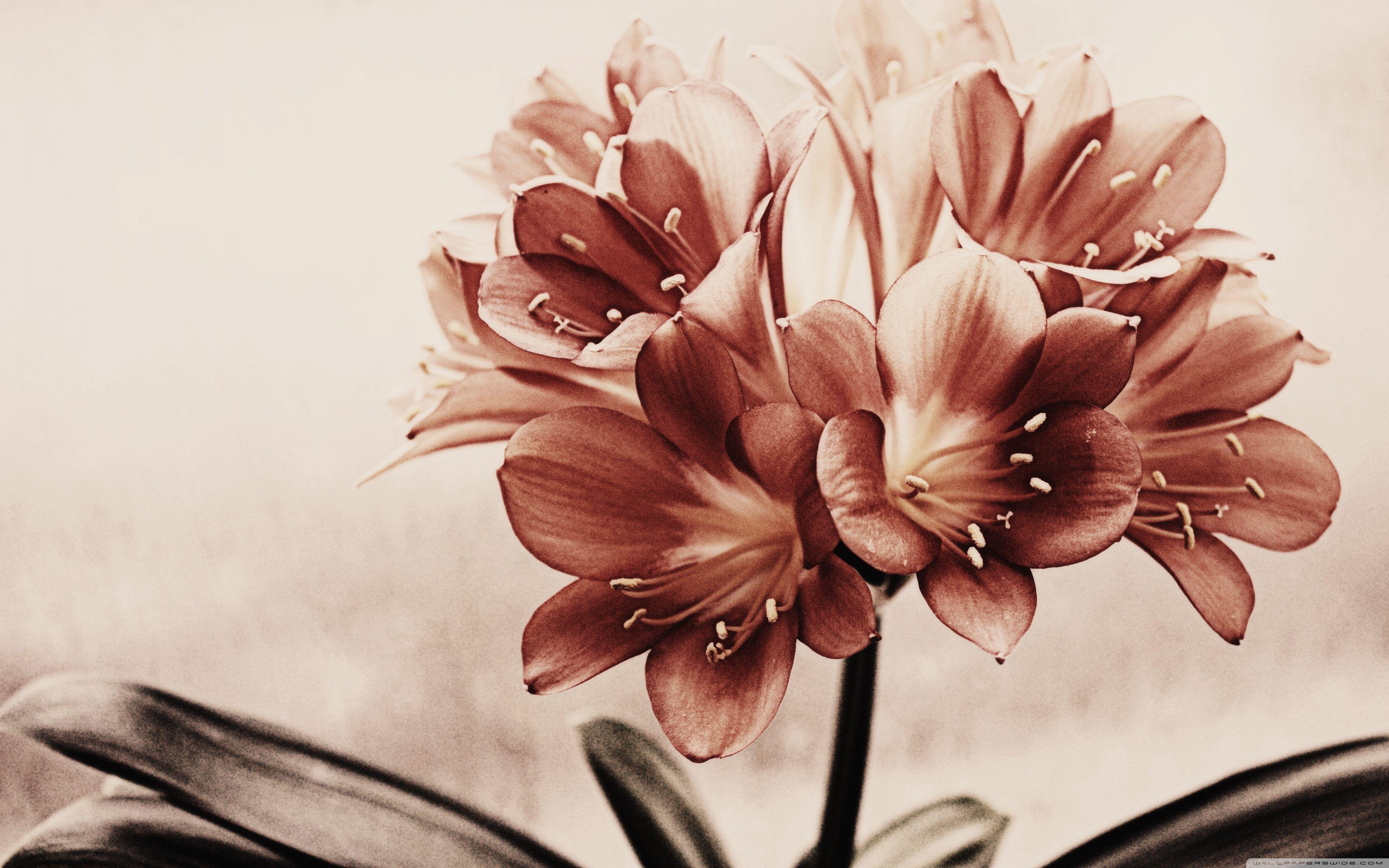 Vintage Flower Desktop Wallpapers - Top Free Vintage Flower Desktop ...