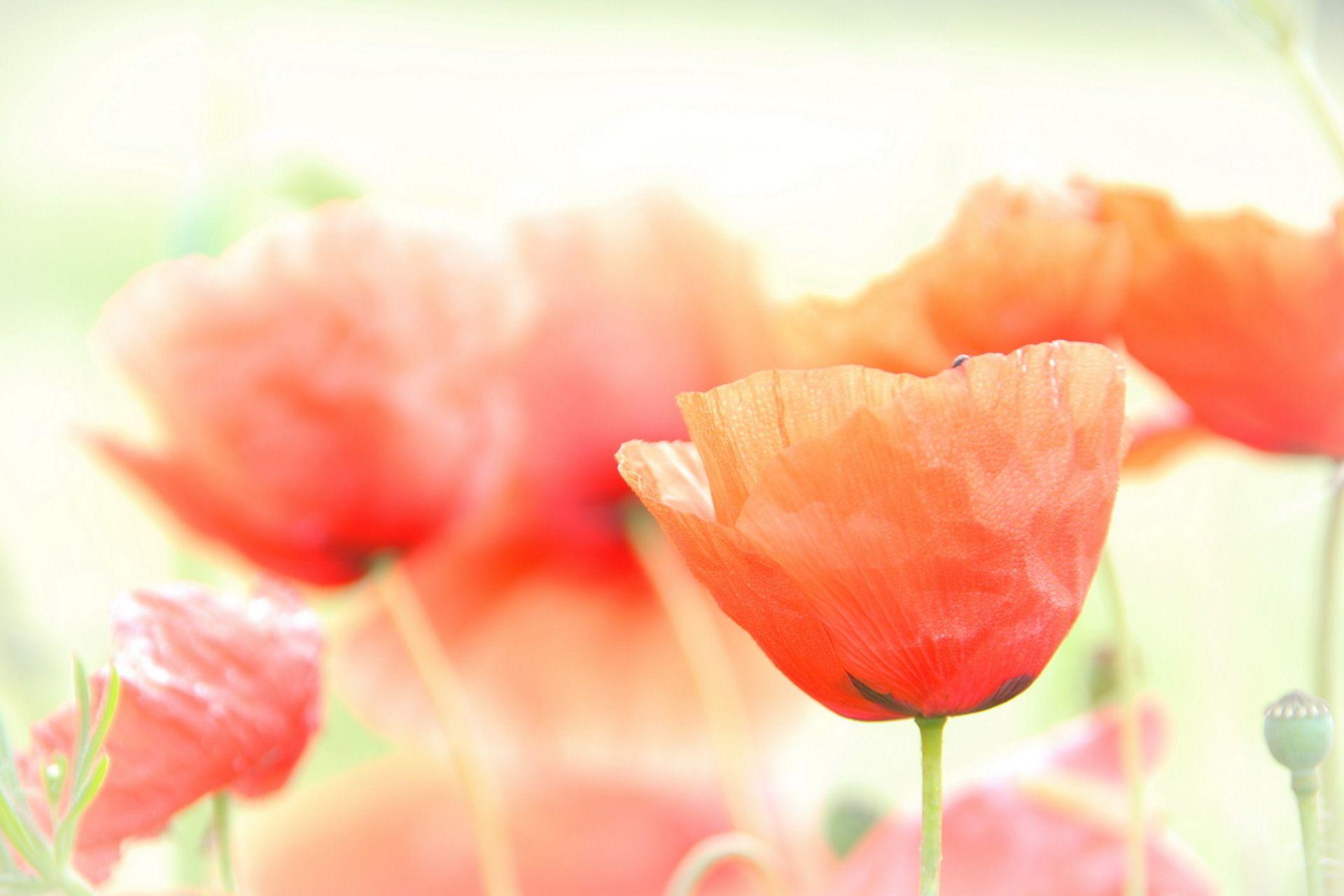 Poppy Desktop Wallpapers - Top Free Poppy Desktop Backgrounds ...