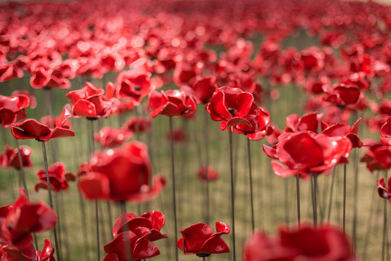 Poppy Desktop Wallpapers - Top Free Poppy Desktop Backgrounds ...