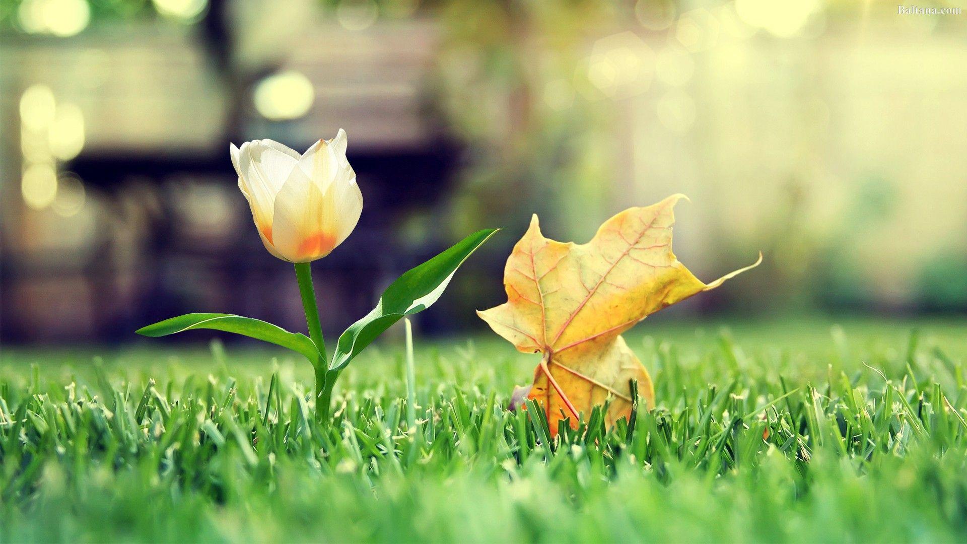 Tulip Desktop Wallpapers - Top Free Tulip Desktop Backgrounds ...