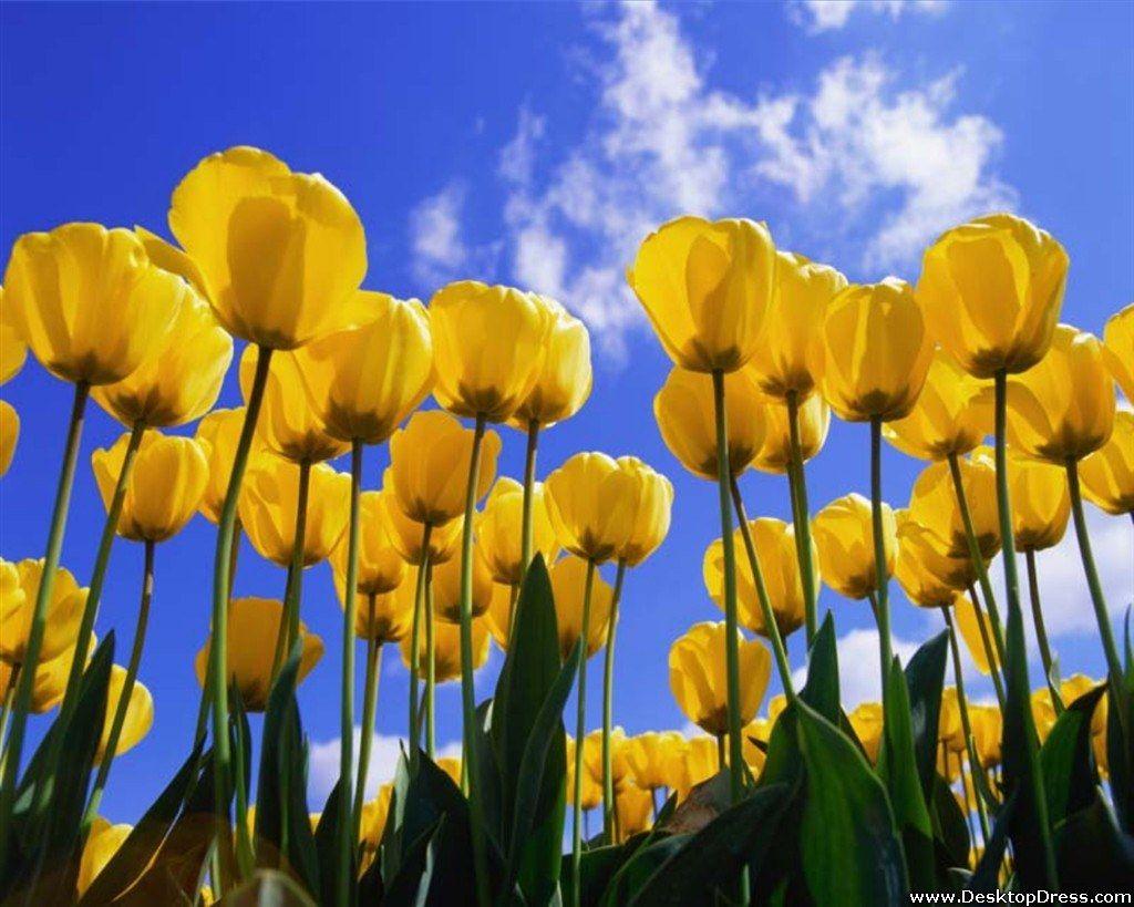 Tulip Desktop Wallpapers - Top Free Tulip Desktop Backgrounds ...