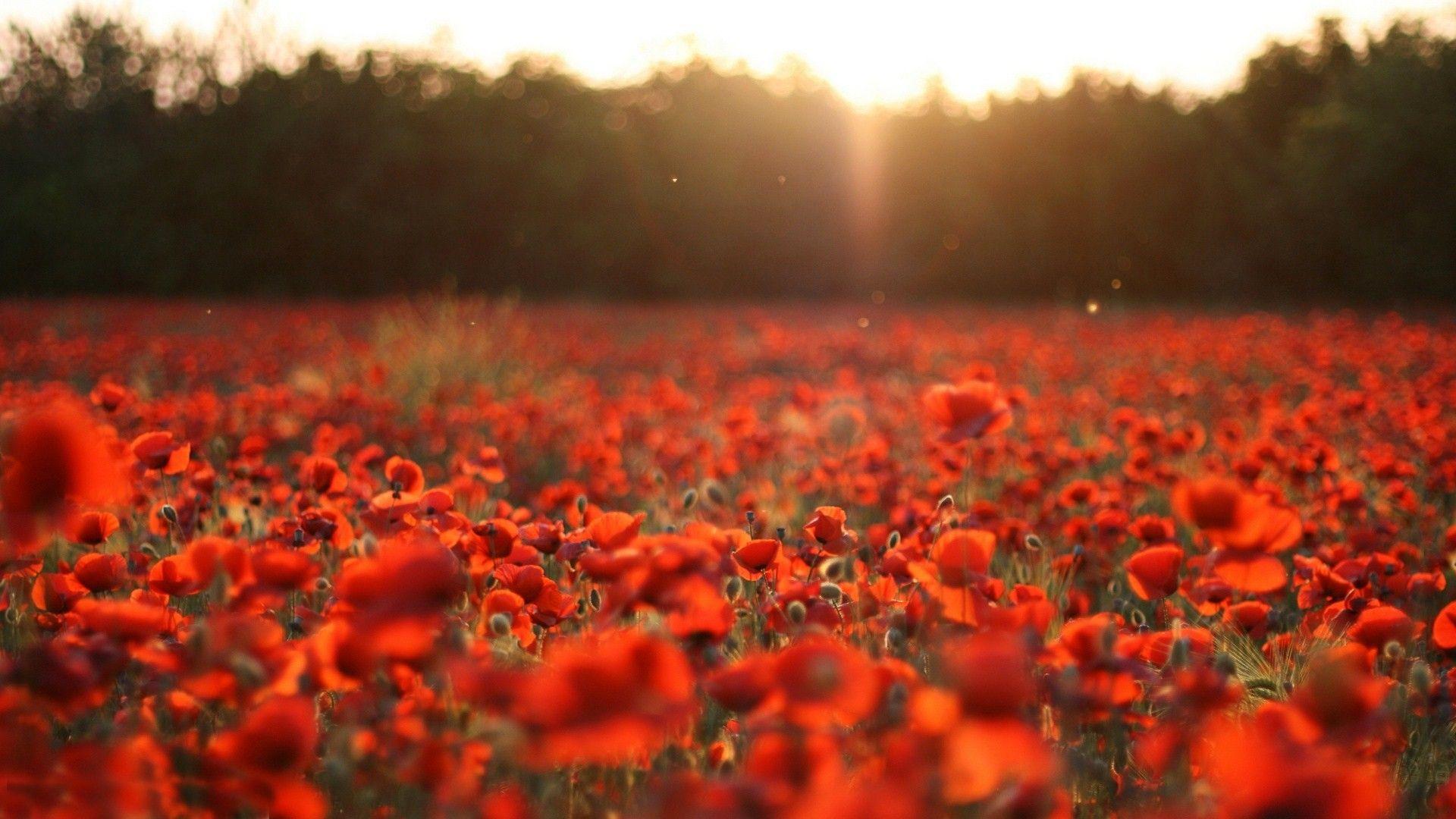 Poppy Desktop Wallpapers - Top Free Poppy Desktop Backgrounds ...