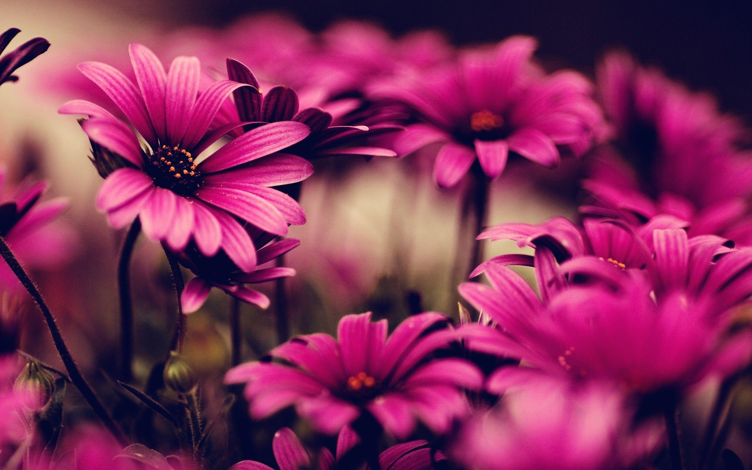 Purple Flower Desktop Wallpapers - Top Free Purple Flower Desktop ...