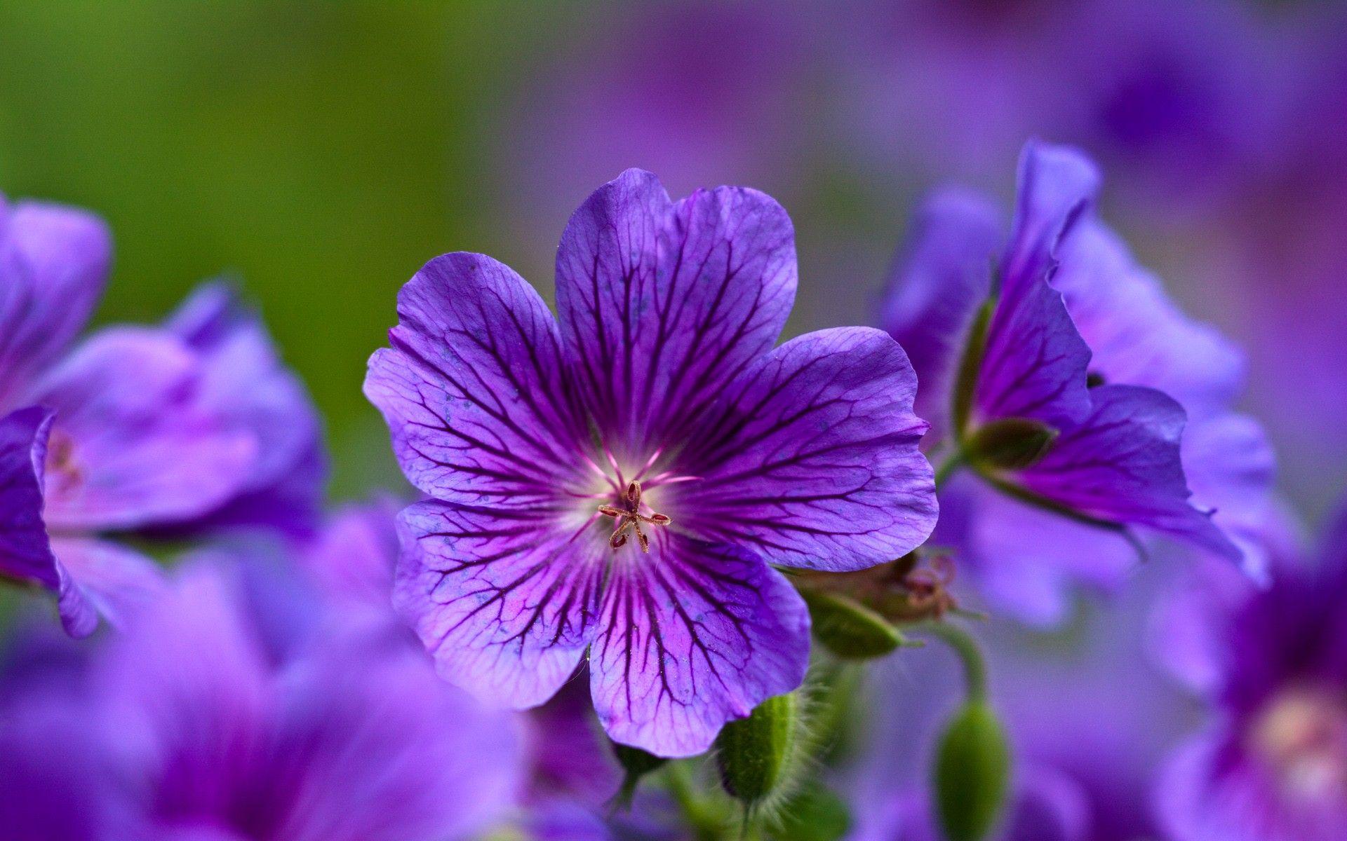 Purple Flower Desktop Wallpapers - Top Free Purple Flower Desktop ...