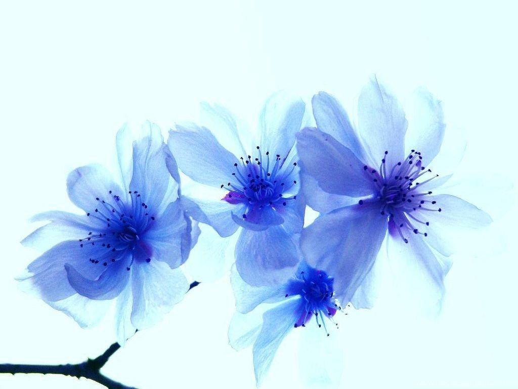 Blue Flower Desktop Wallpapers - Top Free Blue Flower Desktop ...
