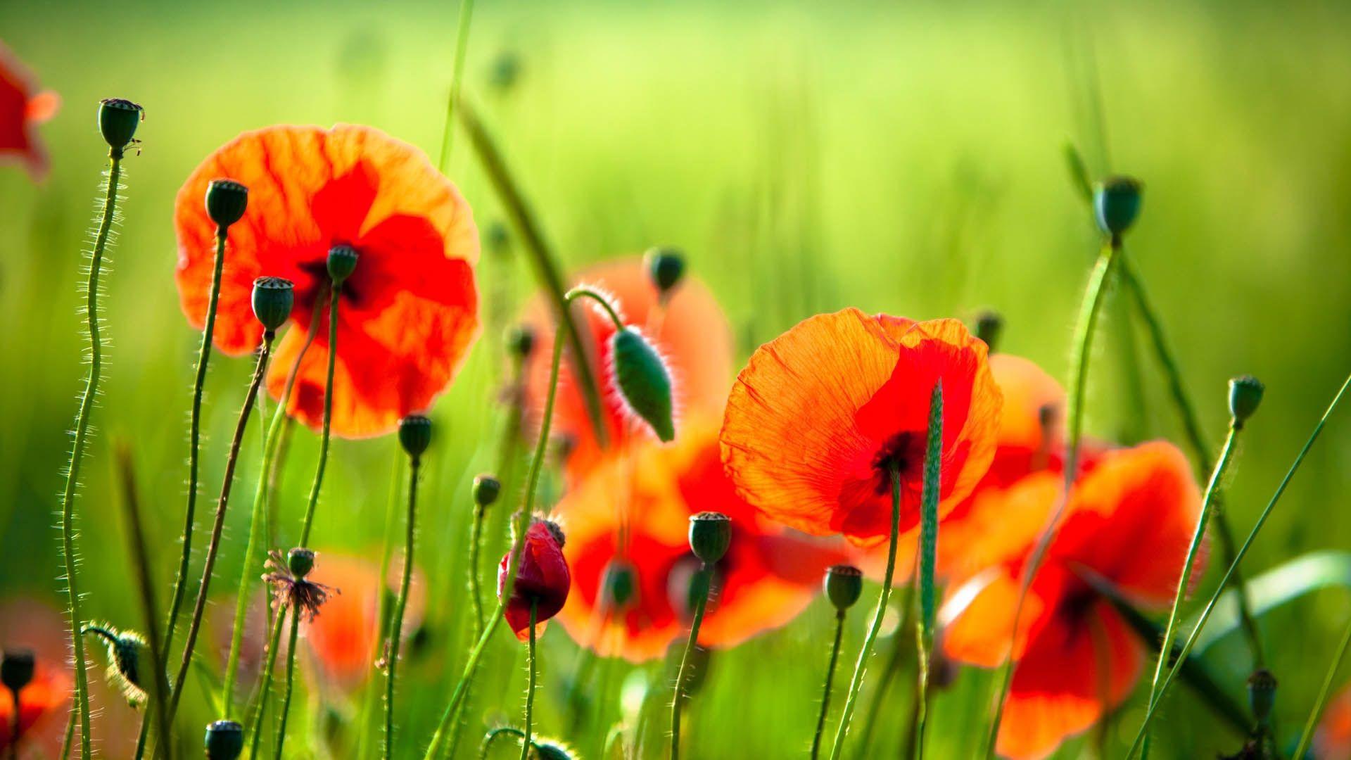 Poppy Desktop Wallpapers - Top Free Poppy Desktop Backgrounds ...