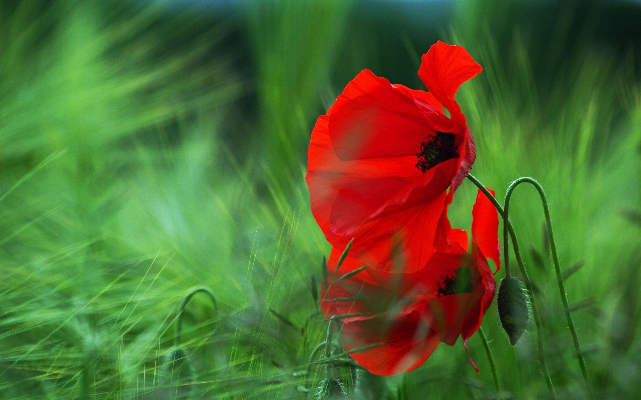 Poppy Desktop Wallpapers - Top Free Poppy Desktop Backgrounds ...