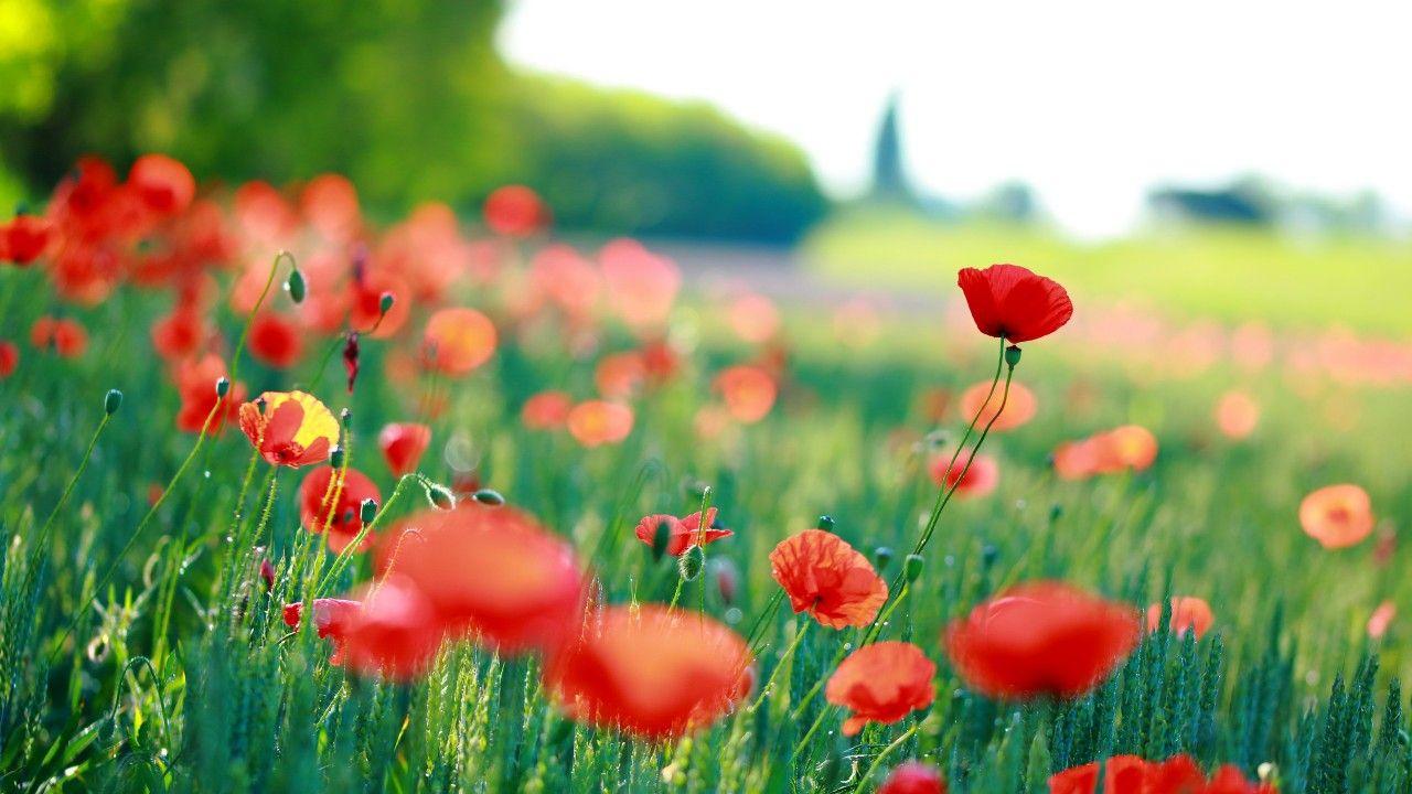 Poppy Desktop Wallpapers - Top Free Poppy Desktop Backgrounds ...