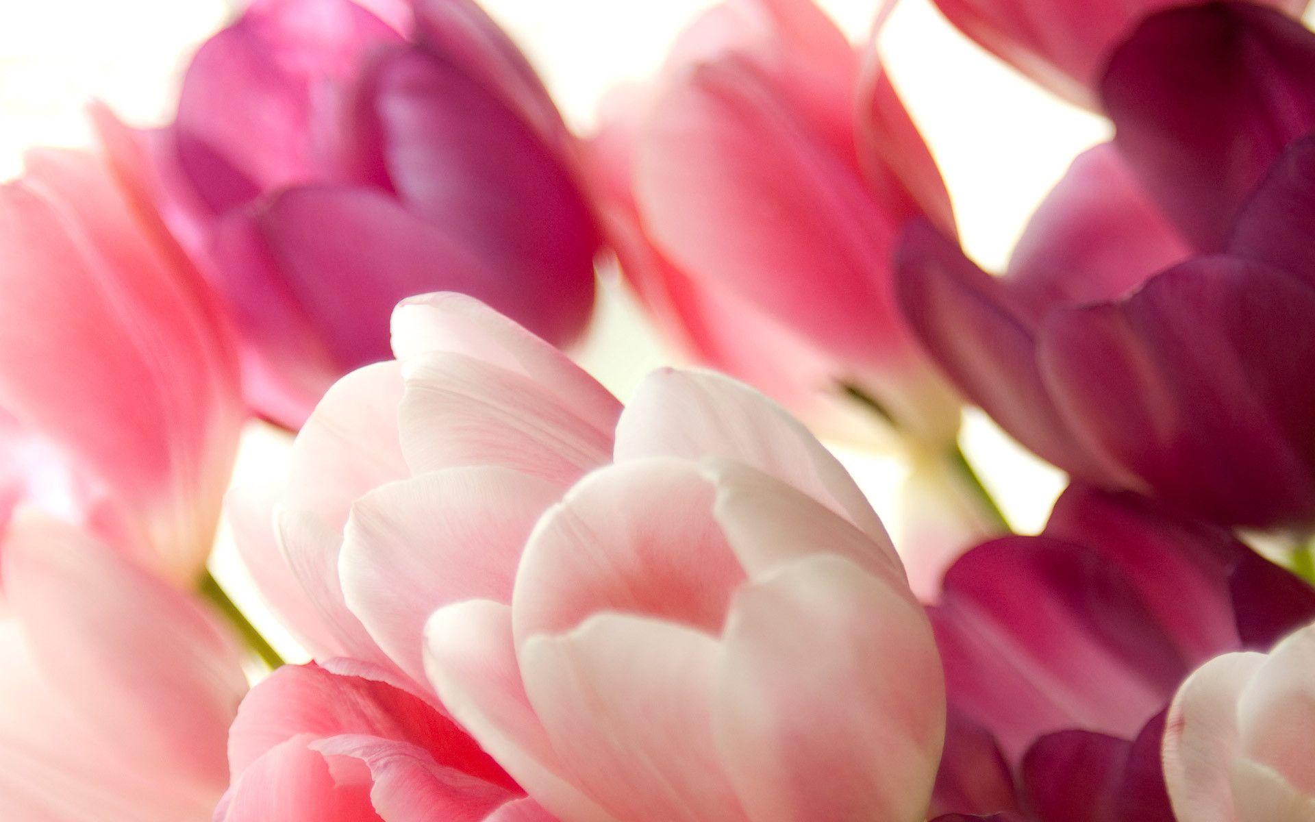 Tulip Desktop Wallpapers - Top Free Tulip Desktop Backgrounds ...