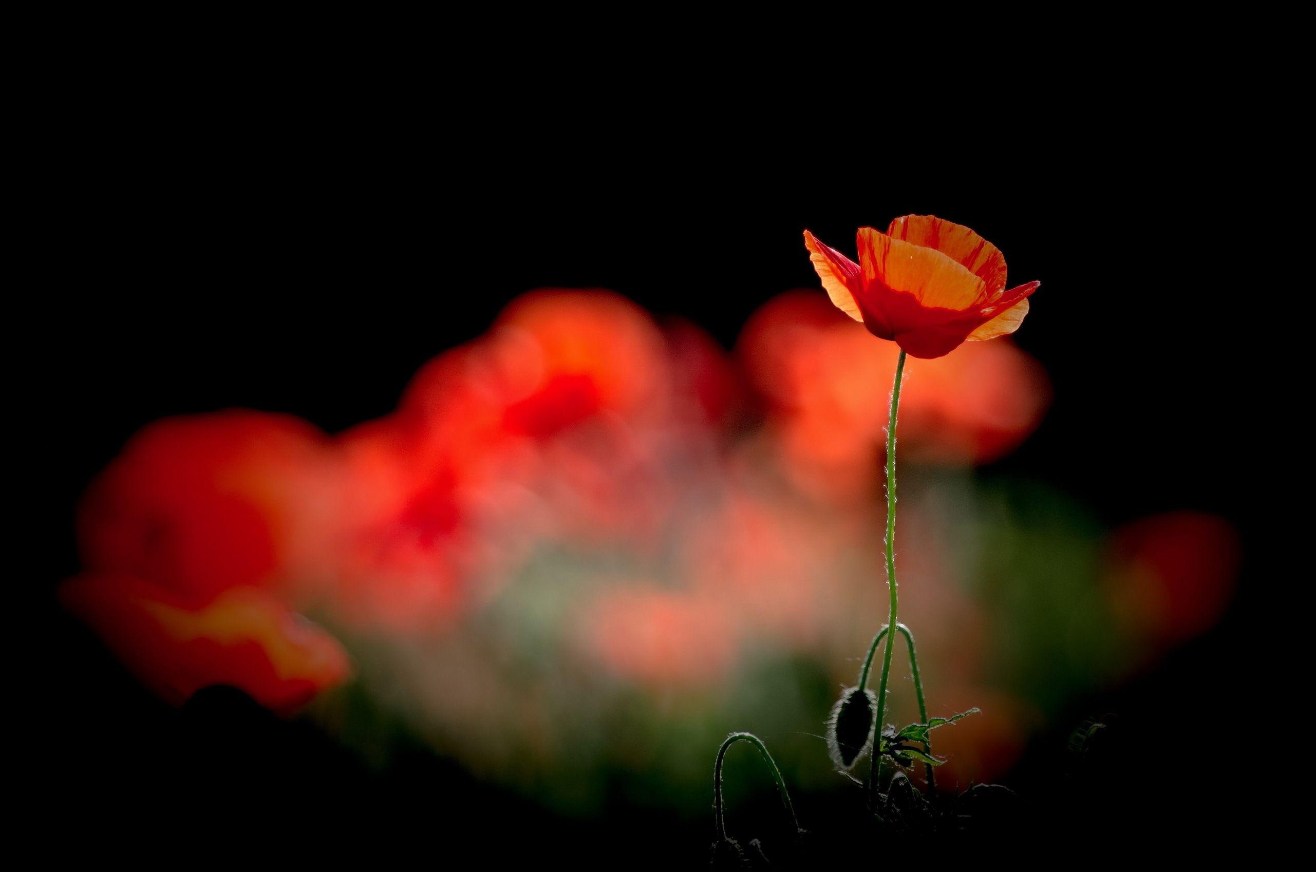 Poppy Desktop Wallpapers - Top Free Poppy Desktop Backgrounds ...