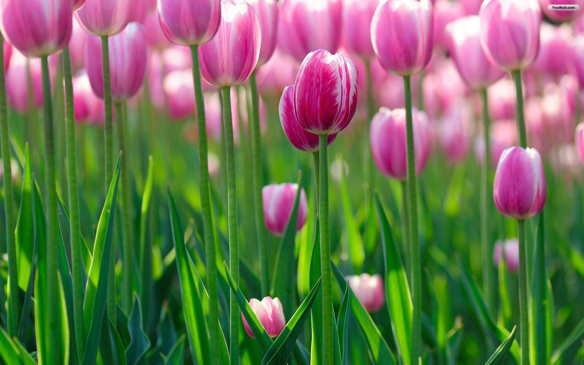 Tulip Desktop Wallpapers - Top Free Tulip Desktop Backgrounds ...