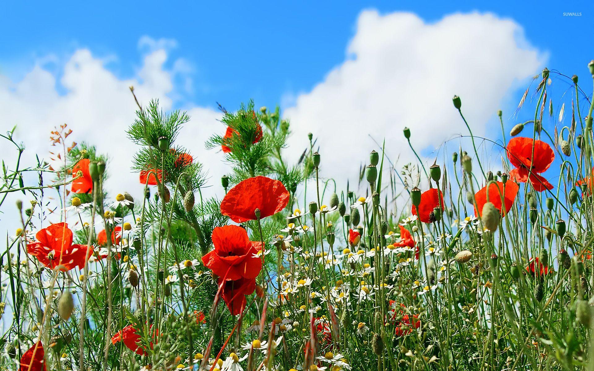 Poppy Desktop Wallpapers - Top Free Poppy Desktop Backgrounds ...