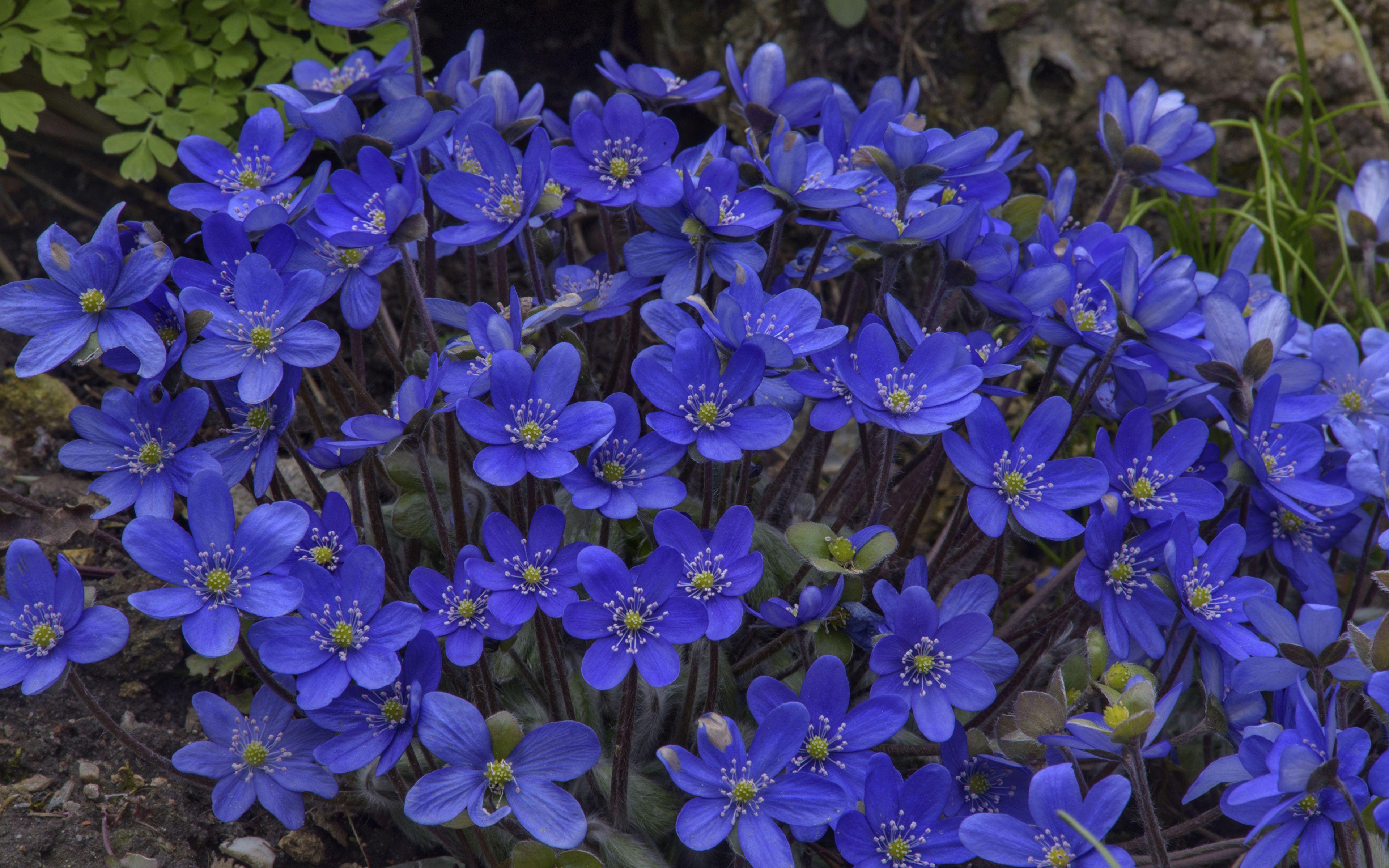 Blue Flower Desktop Wallpapers - Top Free Blue Flower Desktop ...