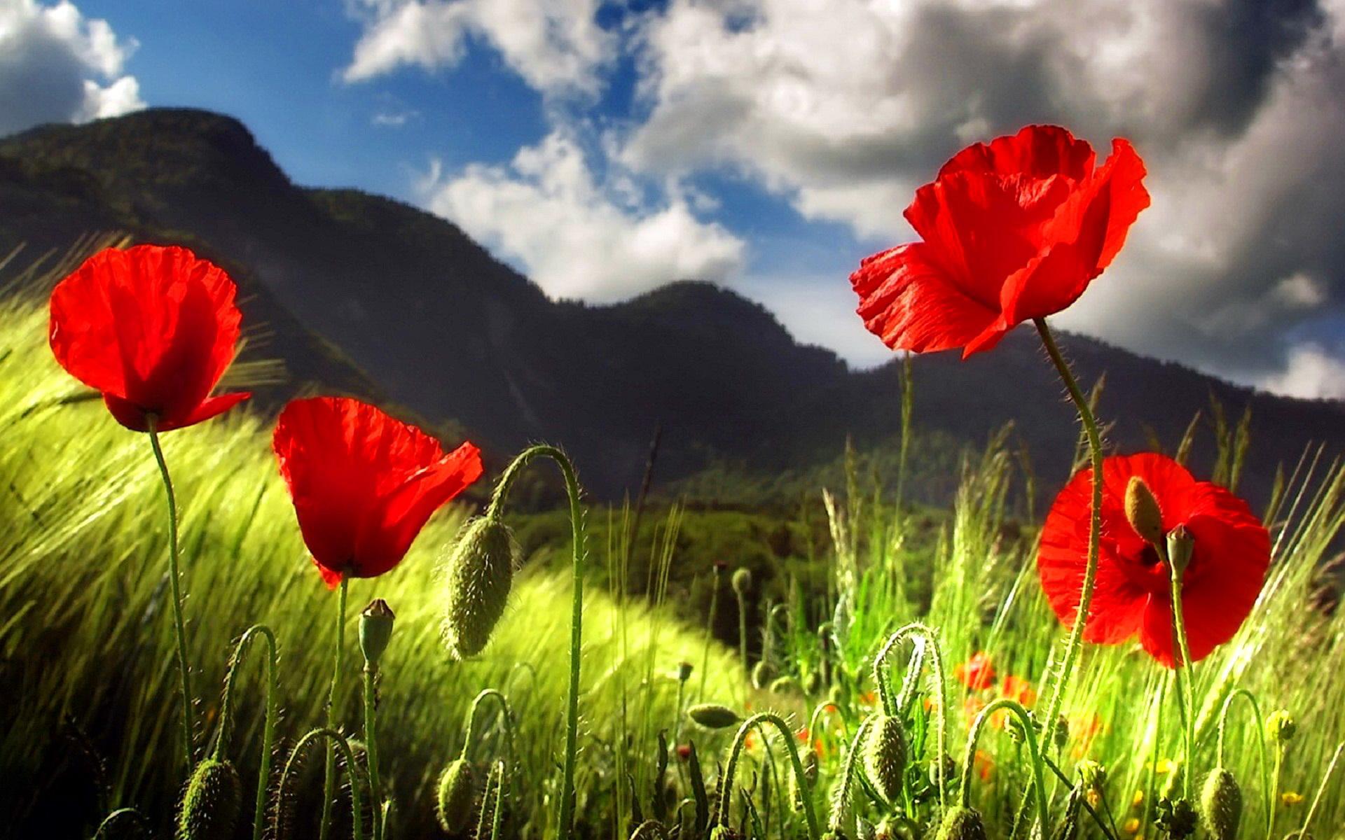 Poppy Desktop Wallpapers - Top Free Poppy Desktop Backgrounds ...