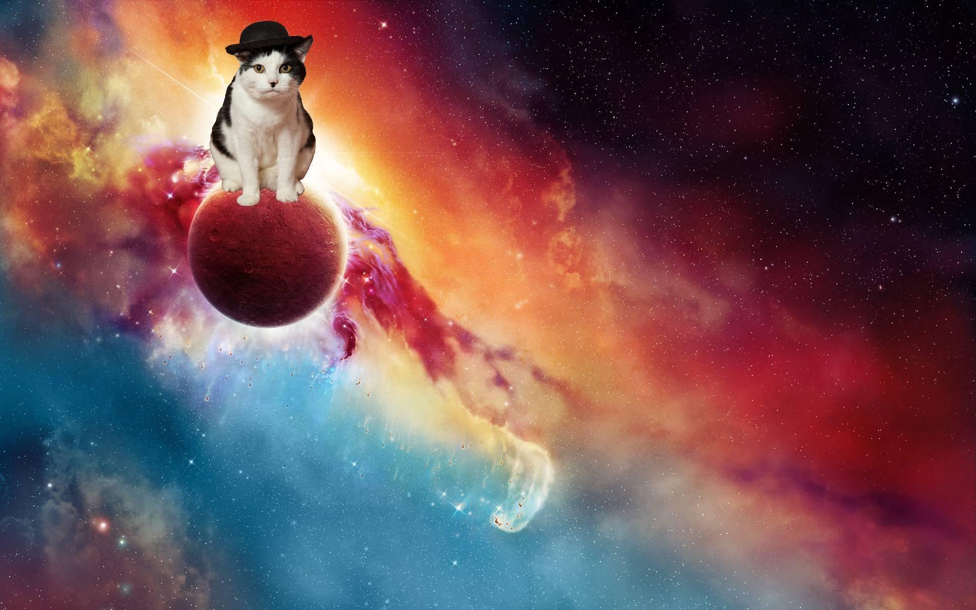 Space Cat Desktop Wallpapers - Top Free Space Cat Desktop Backgrounds ...