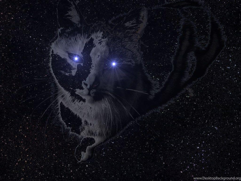 Space Cat Desktop Wallpapers - Top Free Space Cat Desktop Backgrounds ...