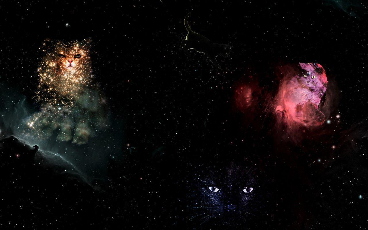 Space Cat Desktop Wallpapers - Top Free Space Cat Desktop Backgrounds ...