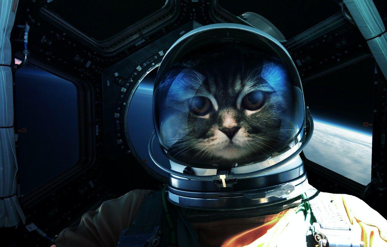 Space Cat Desktop Wallpapers - Top Free Space Cat Desktop Backgrounds ...
