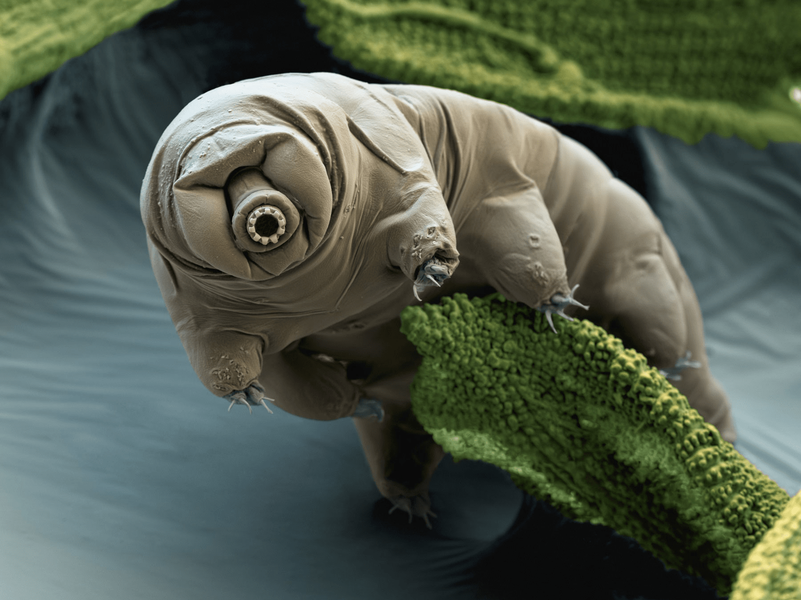Tardigrade Wallpapers - Top Free Tardigrade Backgrounds - WallpaperAccess