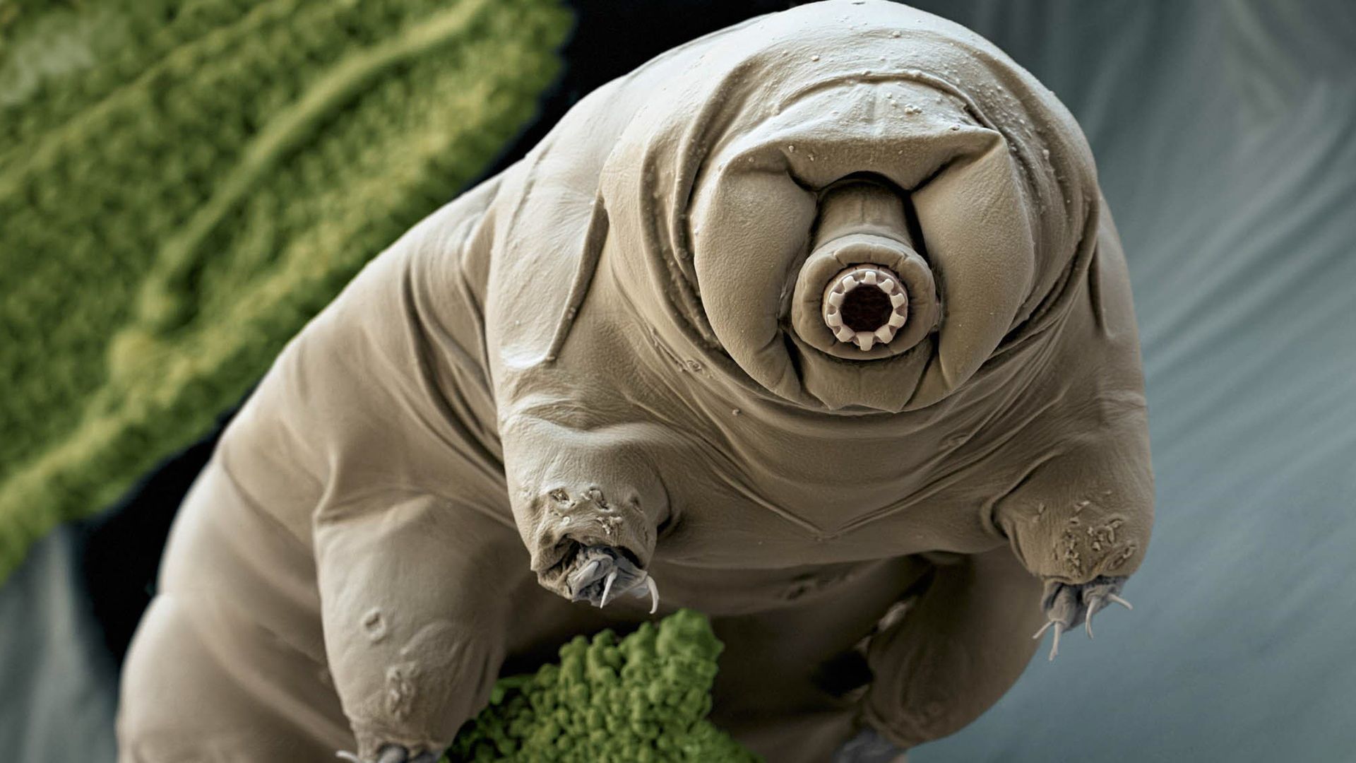 Tardigrade Wallpapers - Top Free Tardigrade Backgrounds - WallpaperAccess