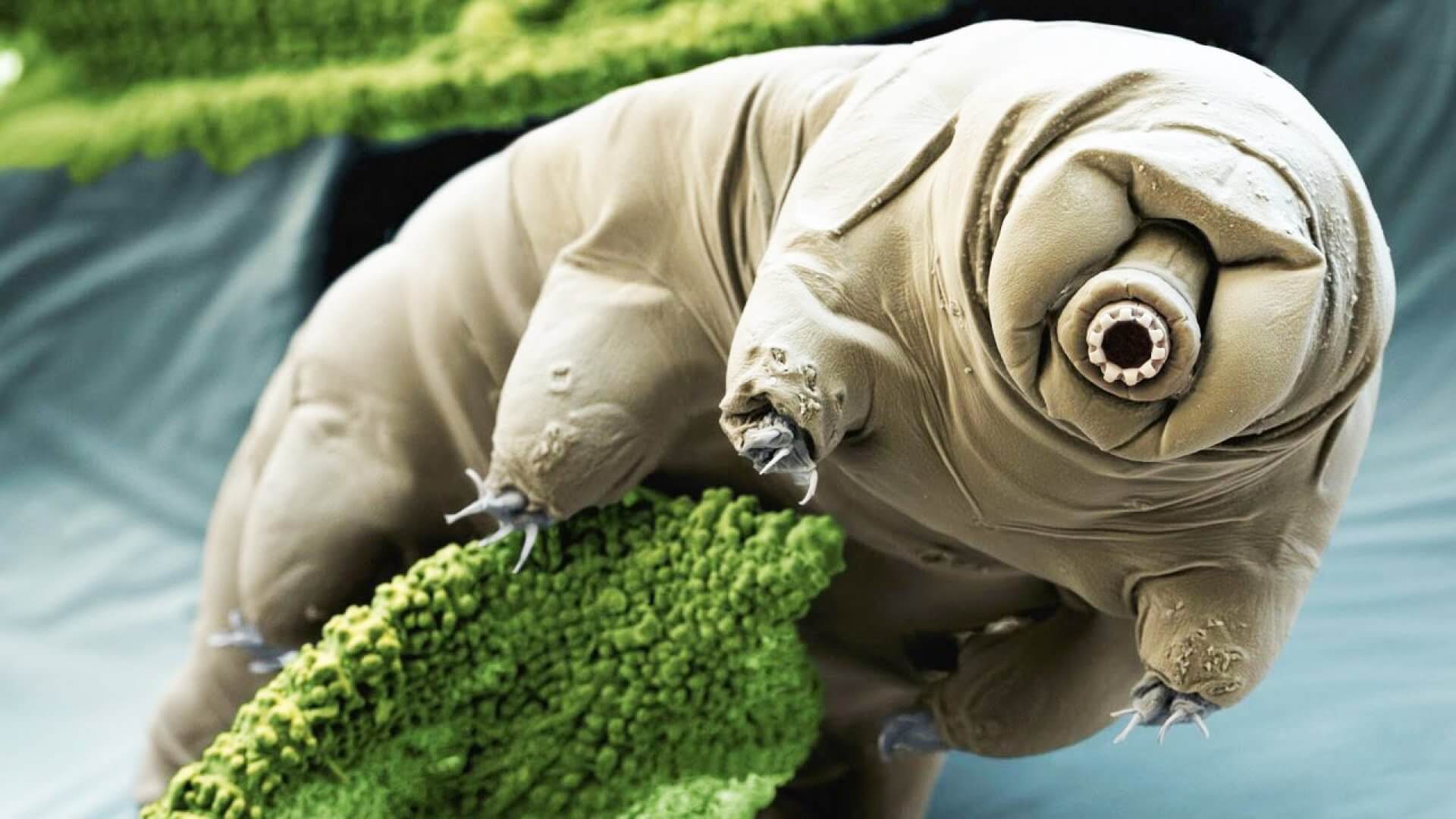 Tardigrade Wallpapers - Top Free Tardigrade Backgrounds - WallpaperAccess