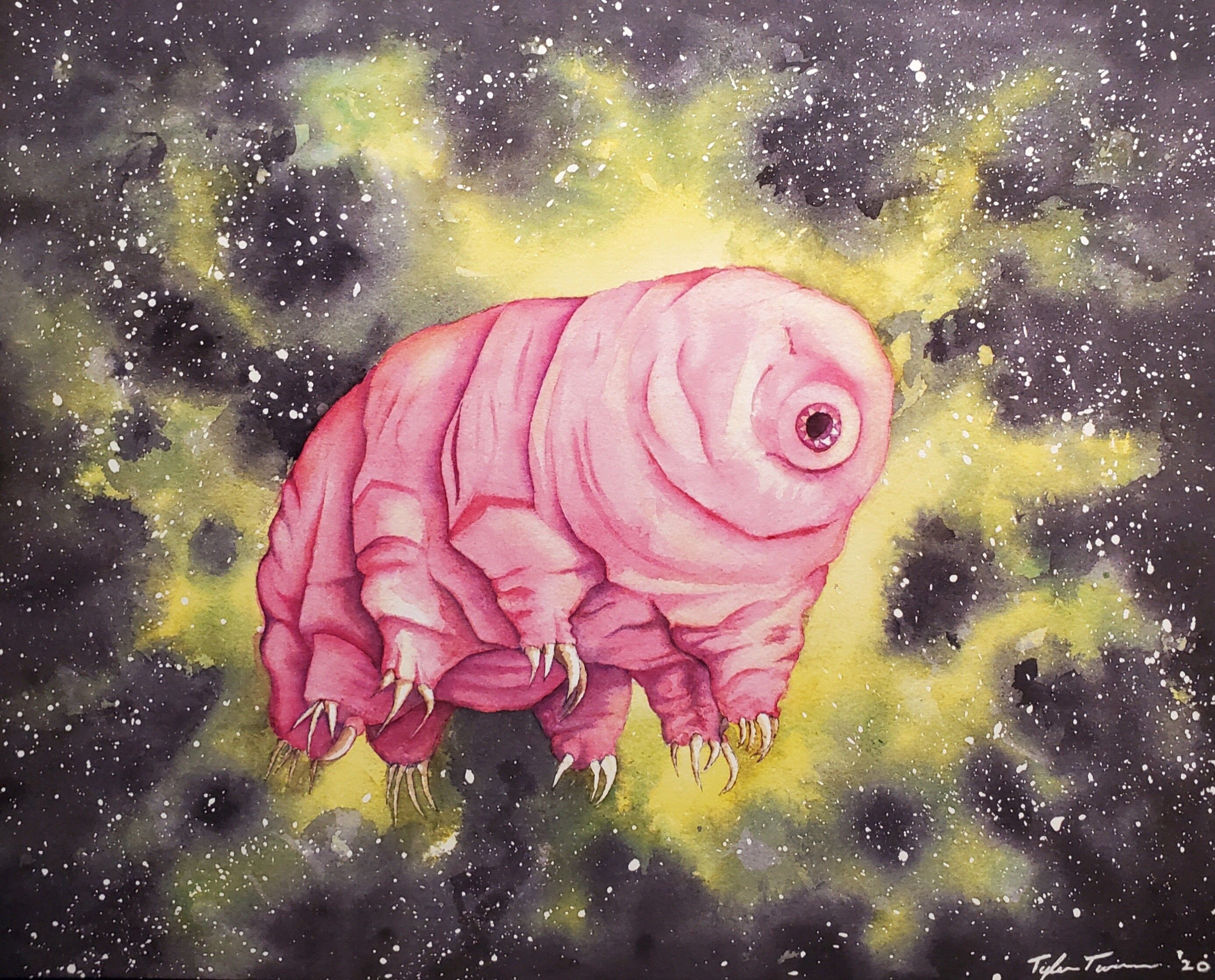 Tardigrade Wallpapers - Top Free Tardigrade Backgrounds - WallpaperAccess