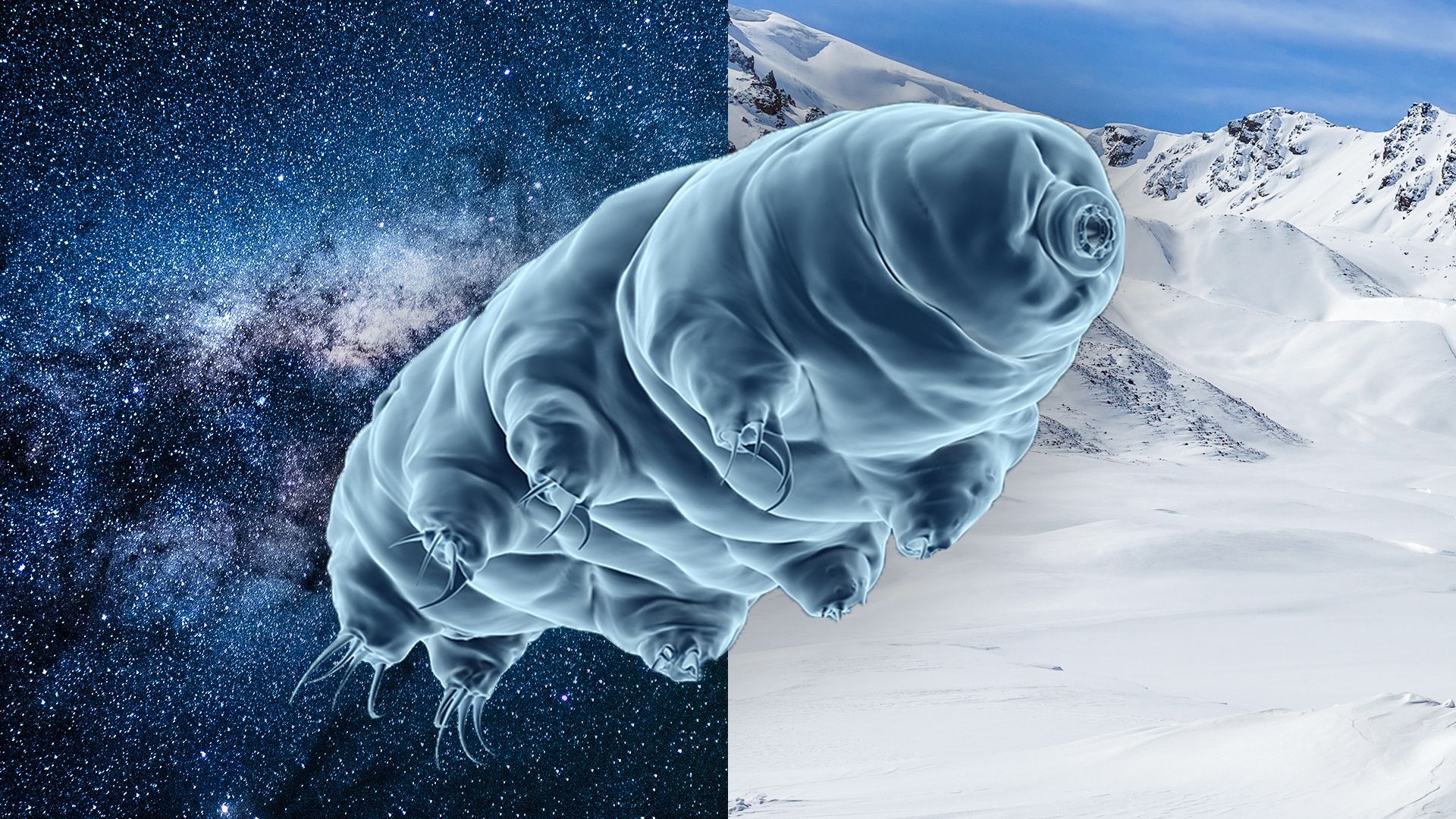 Tardigrade Wallpapers - Top Free Tardigrade Backgrounds - WallpaperAccess