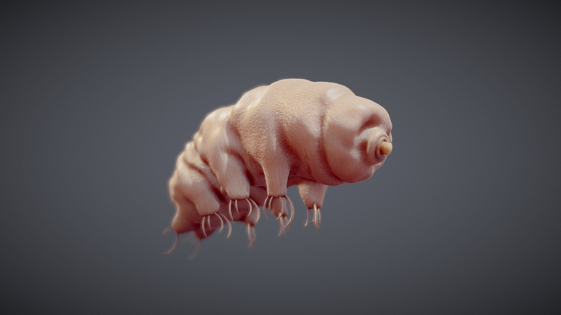 Water Bear Wallpapers - Top Free Water Bear Backgrounds - WallpaperAccess