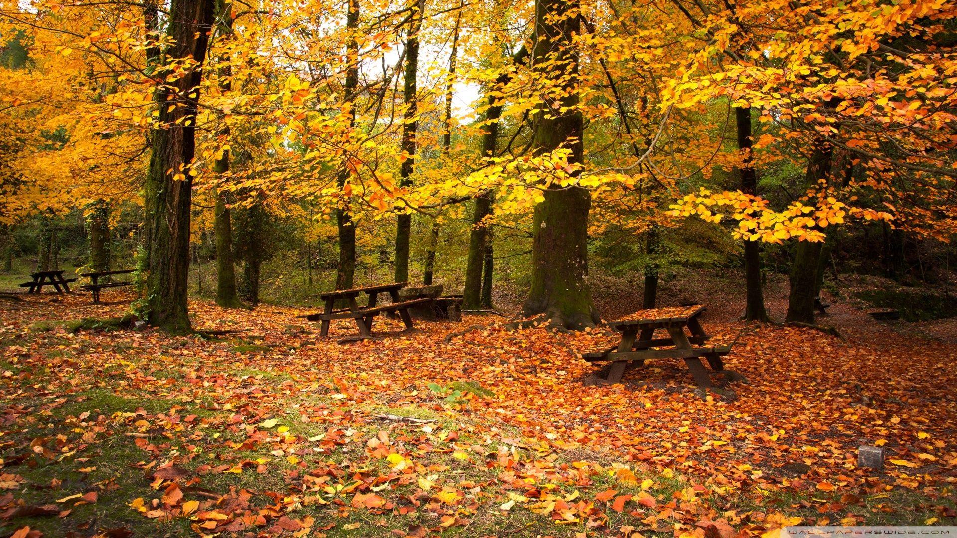 Romantic Autumn Wallpapers - Top Free Romantic Autumn Backgrounds ...