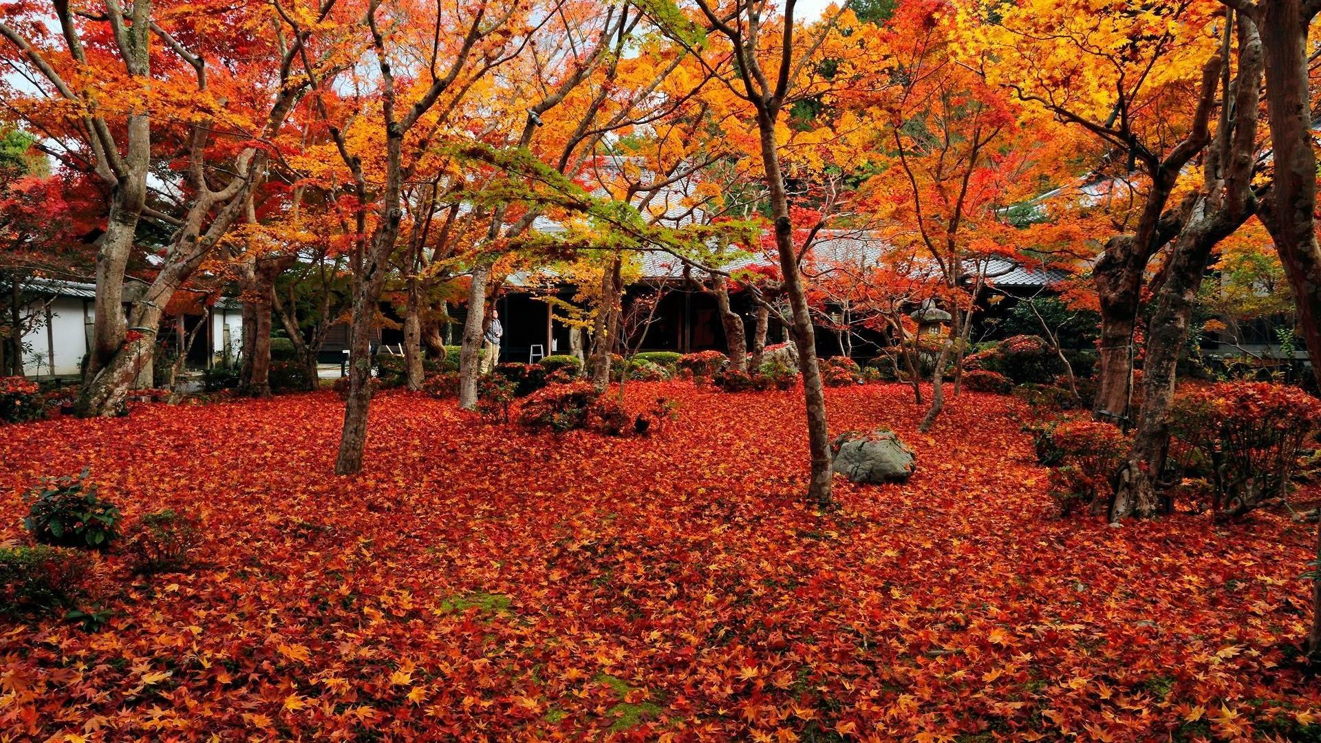 Japan Autumn Wallpapers - Top Free Japan Autumn Backgrounds ...