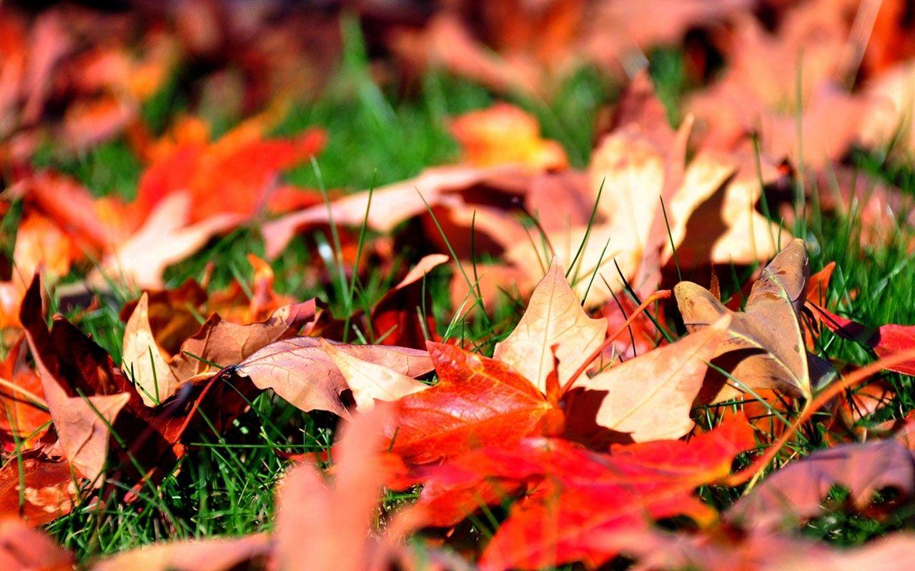 Romantic Autumn Wallpapers - Top Free Romantic Autumn Backgrounds ...