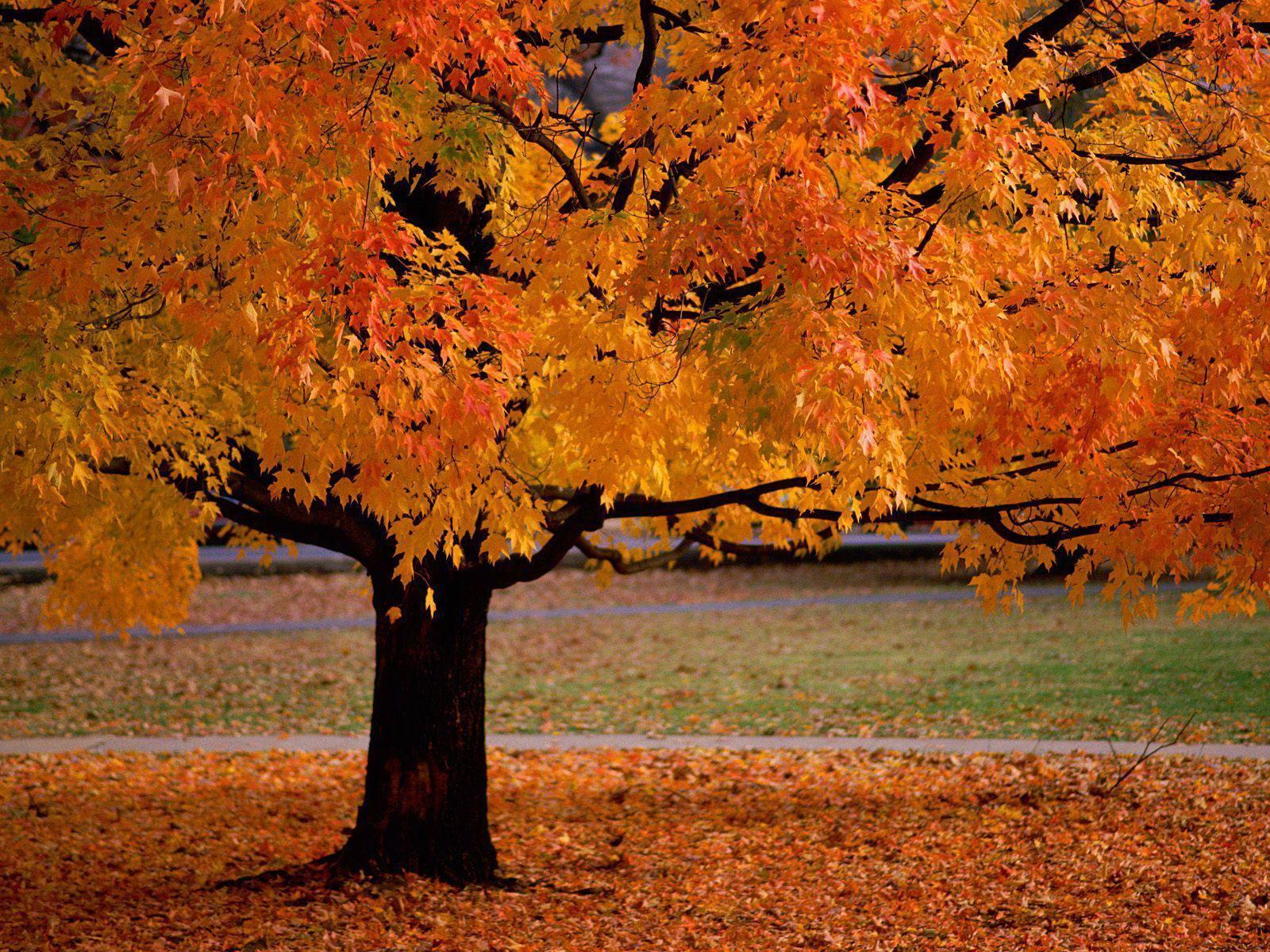 Romantic Autumn Wallpapers - Top Free Romantic Autumn Backgrounds ...