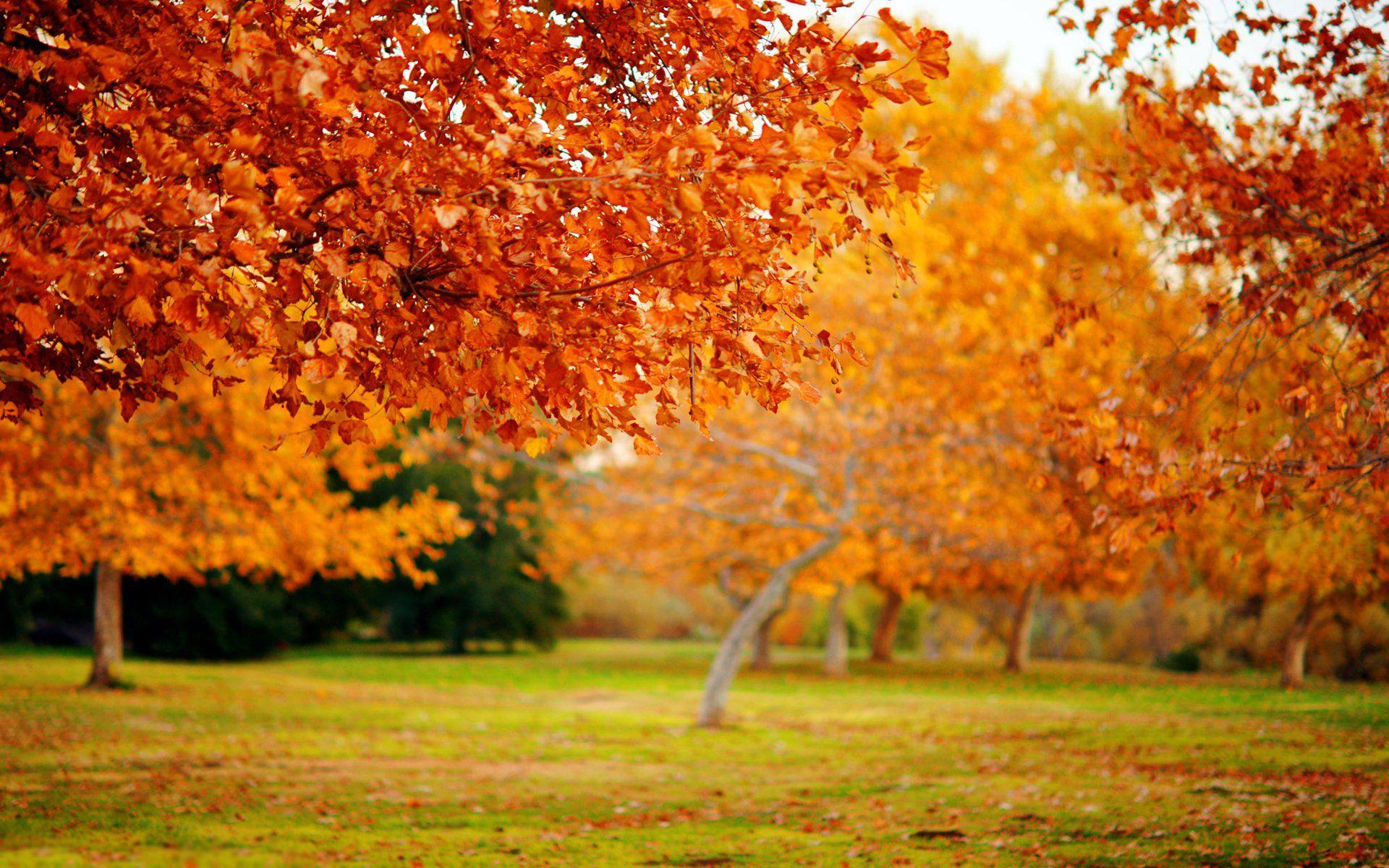 Romantic Autumn Wallpapers - Top Free Romantic Autumn Backgrounds ...