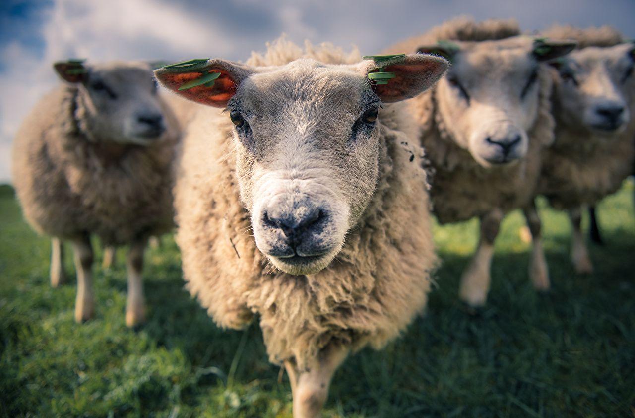 Sheep Computer Wallpapers - Top Free Sheep Computer Backgrounds ...
