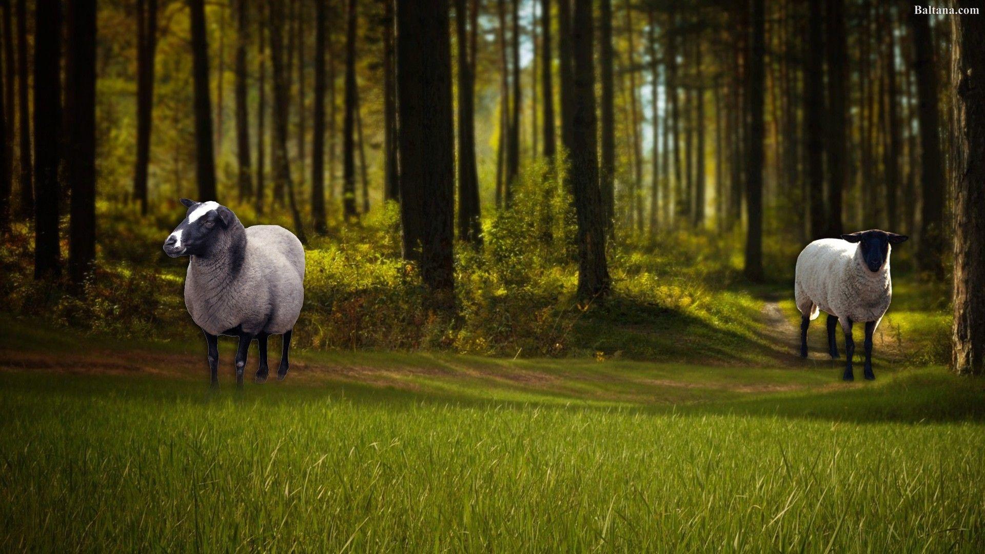 Sheep Computer Wallpapers - Top Free Sheep Computer Backgrounds ...